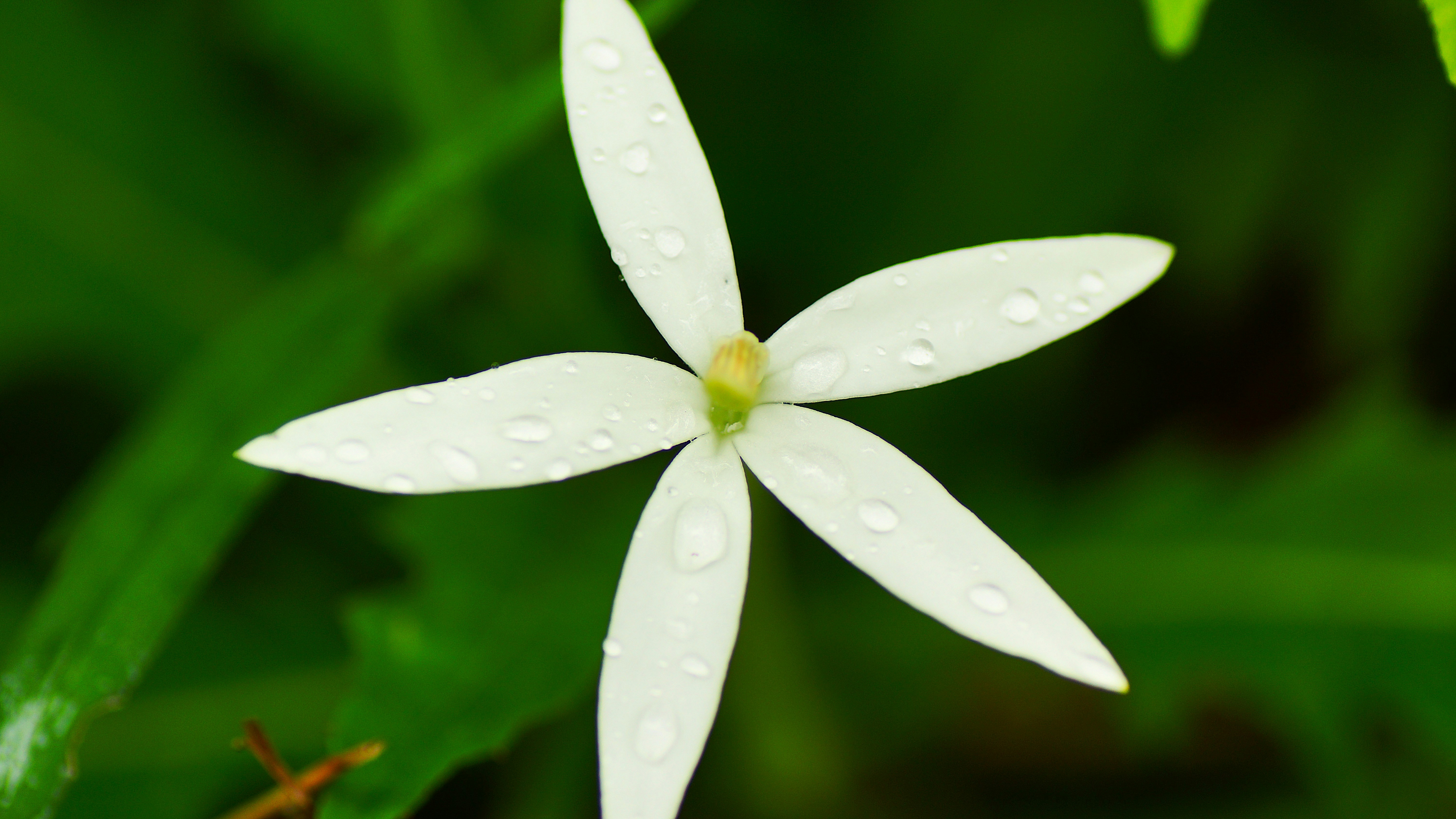 Morning Dew on a Five-Petal Canvas