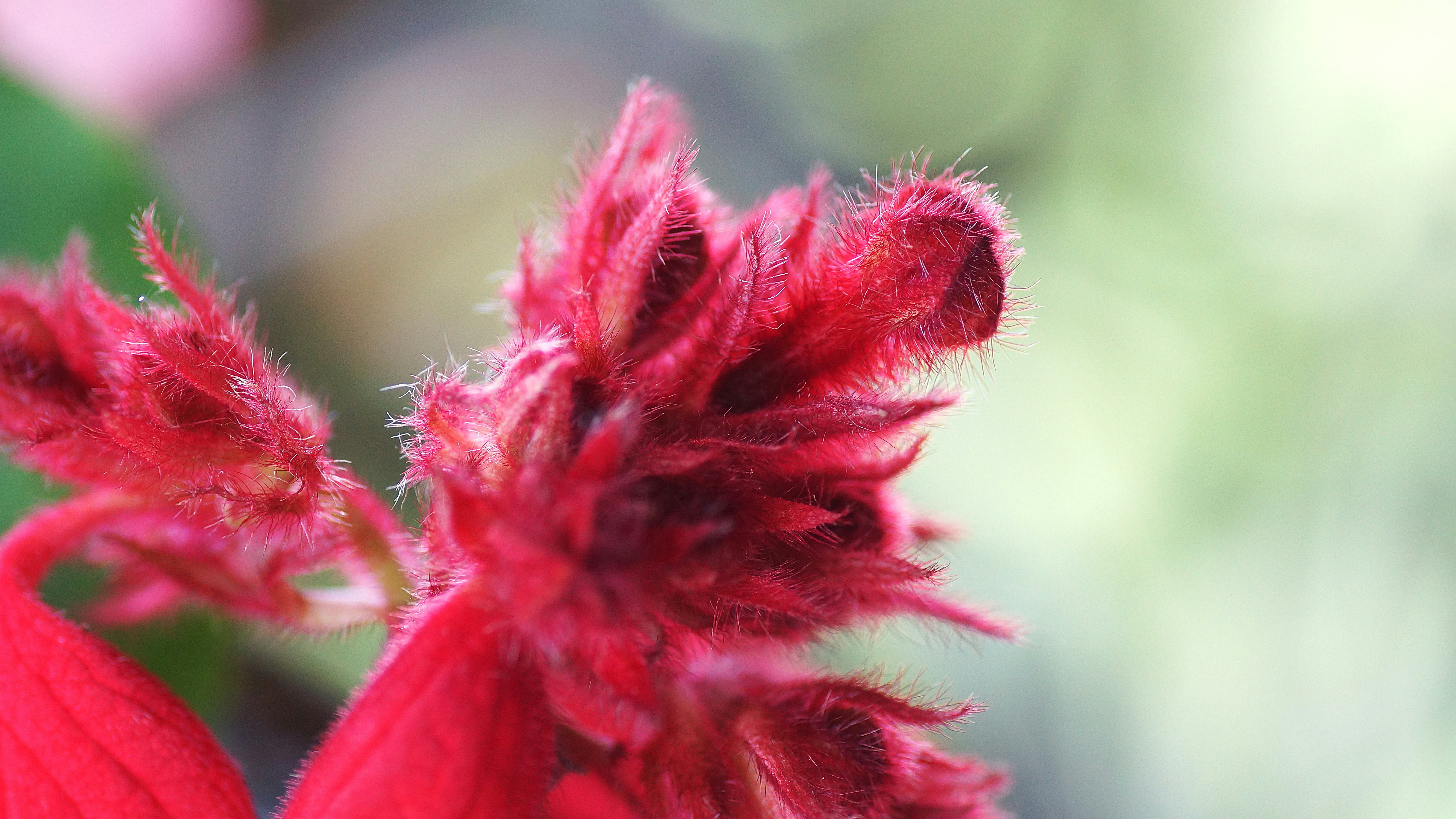 Crimson Velvet Bloom: A Micro-Study in Fuzz and Flame