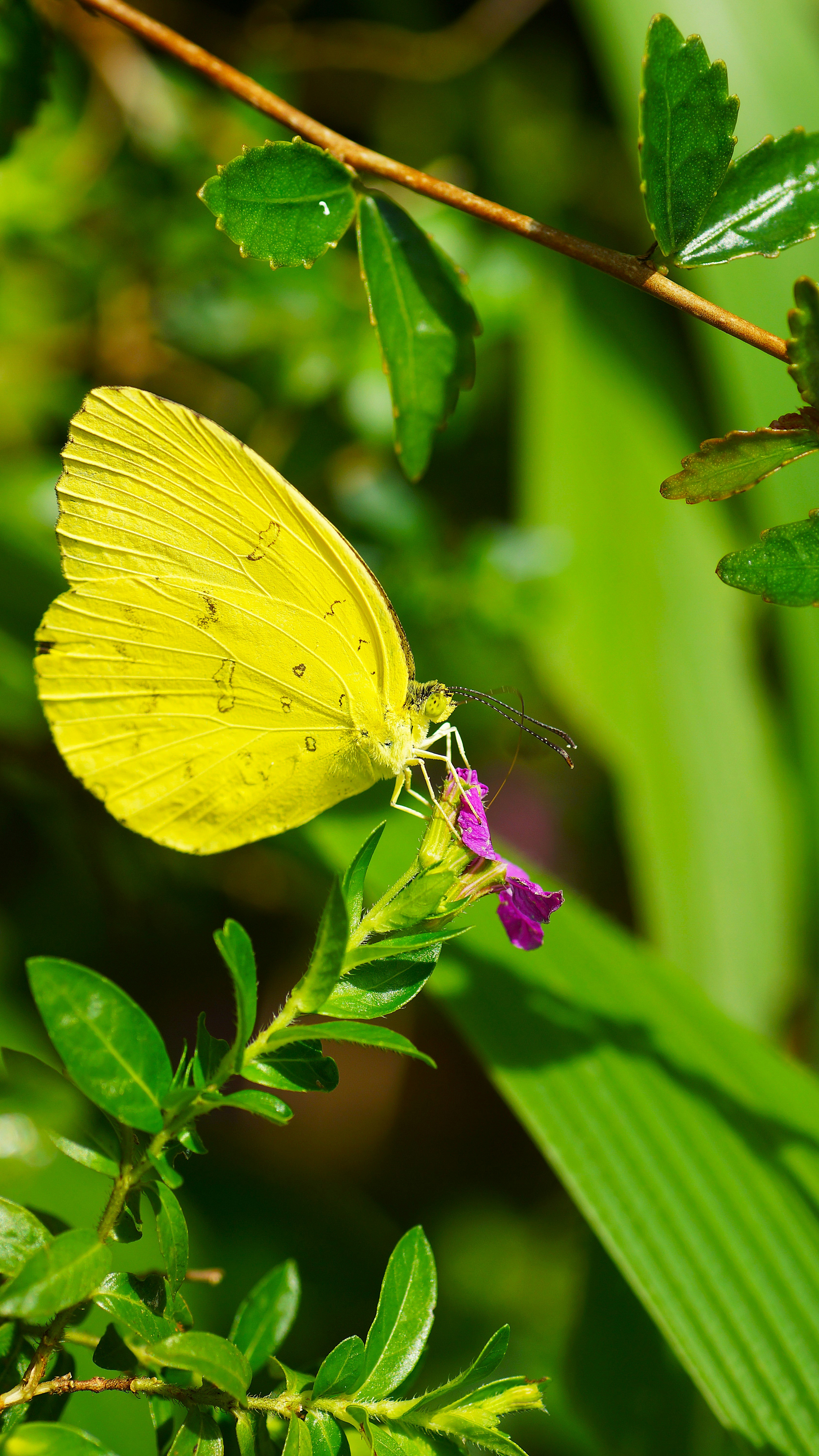 Golden Butterfly Resting on a Violet Bloom