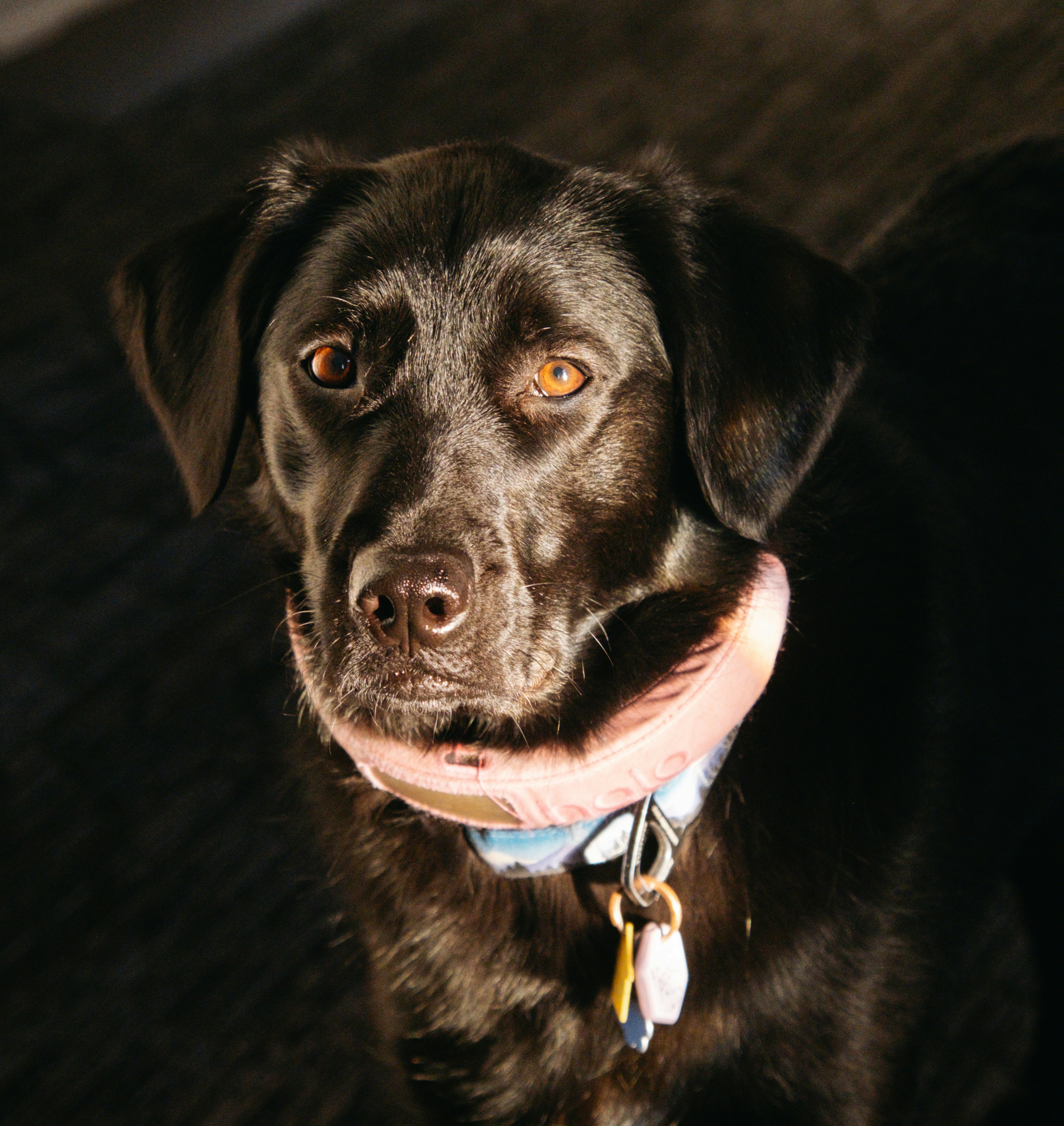 Amber Eyes on a Quiet Pup: A Portrait in Lipton Sun