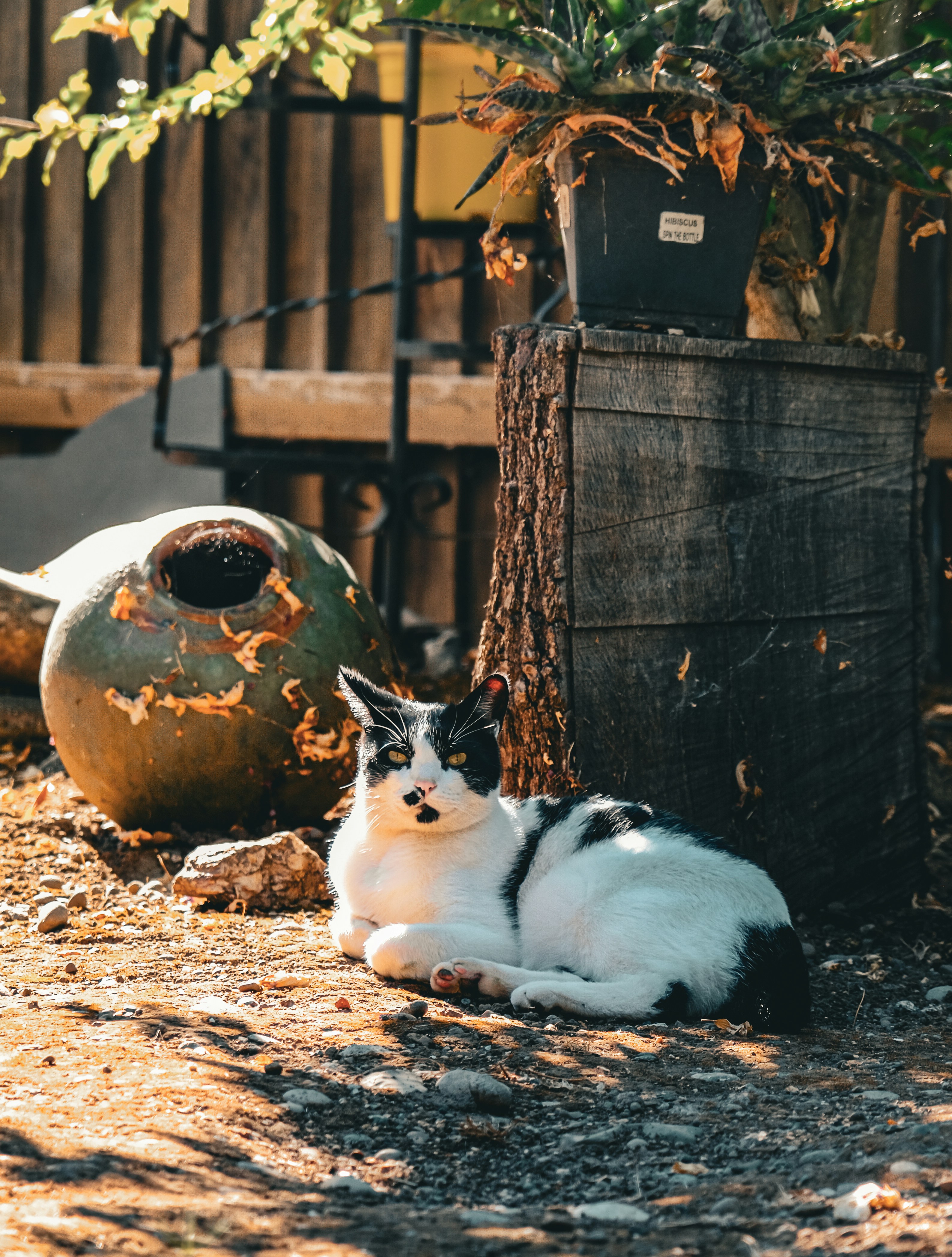 Sunlit Cat in the Yard: Quiet Confidence by the Pot and Log
