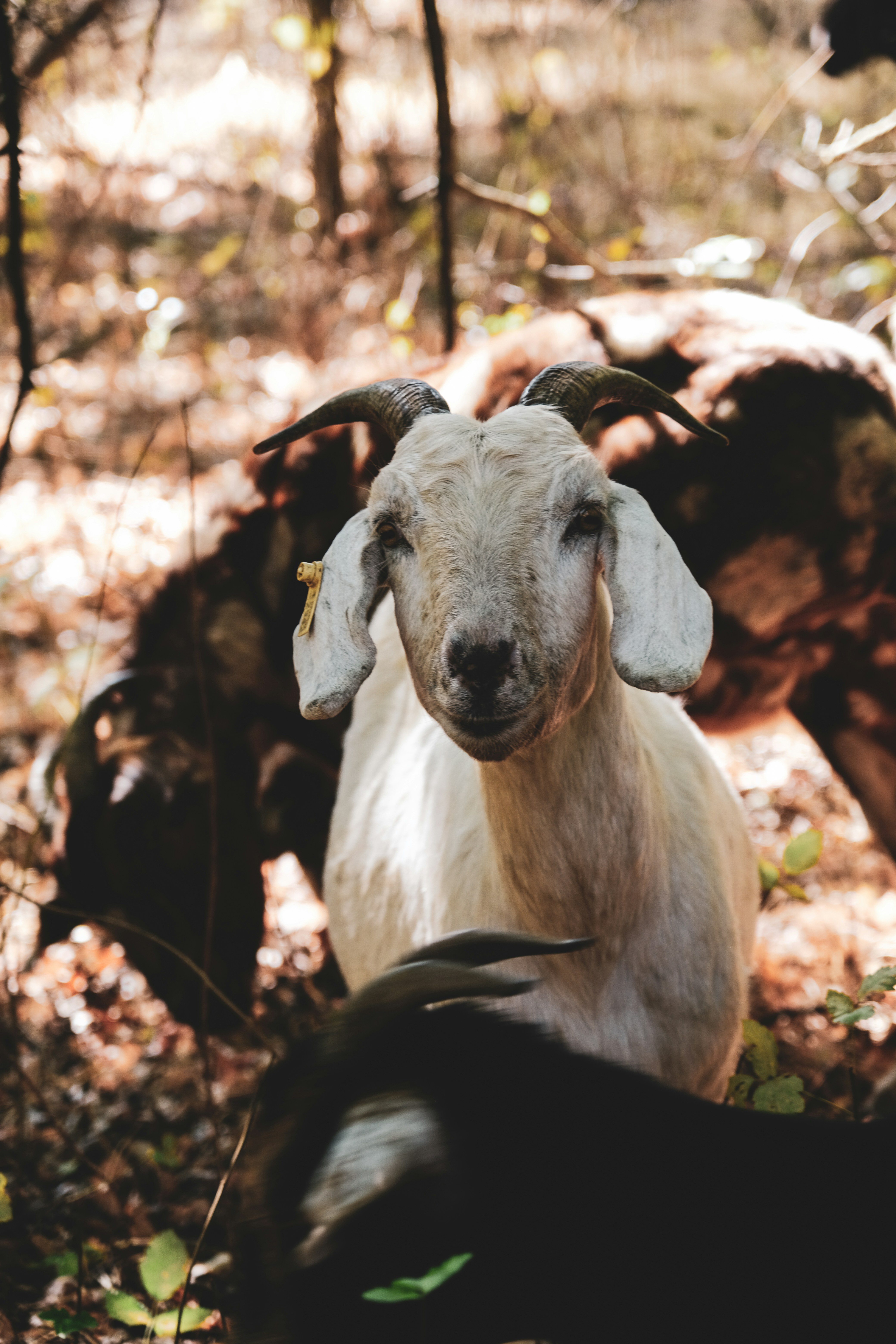 A white goat with curved horns and a yellow ear tag in a forest