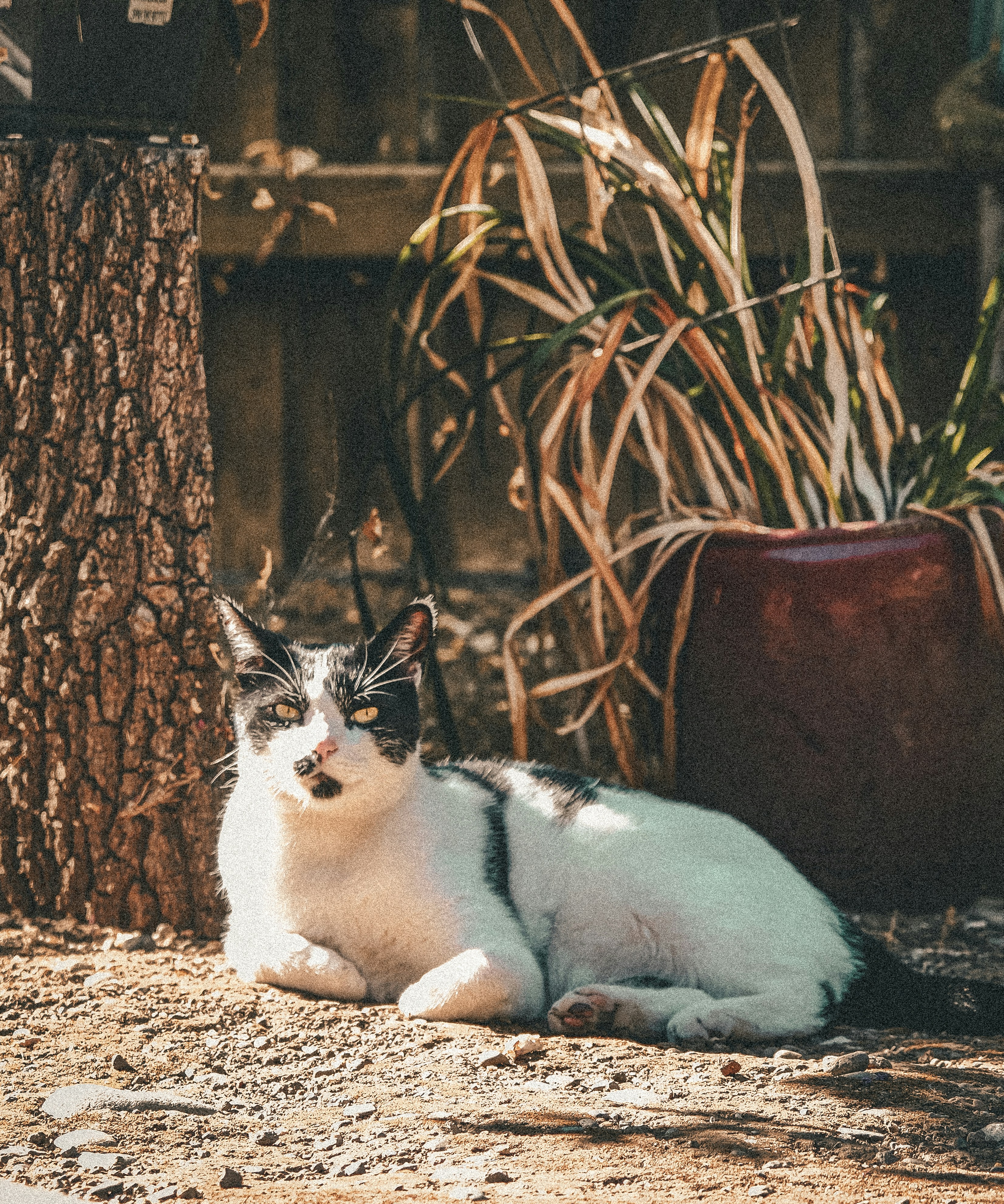 Sunlit Feline Rest under Garden Shadow