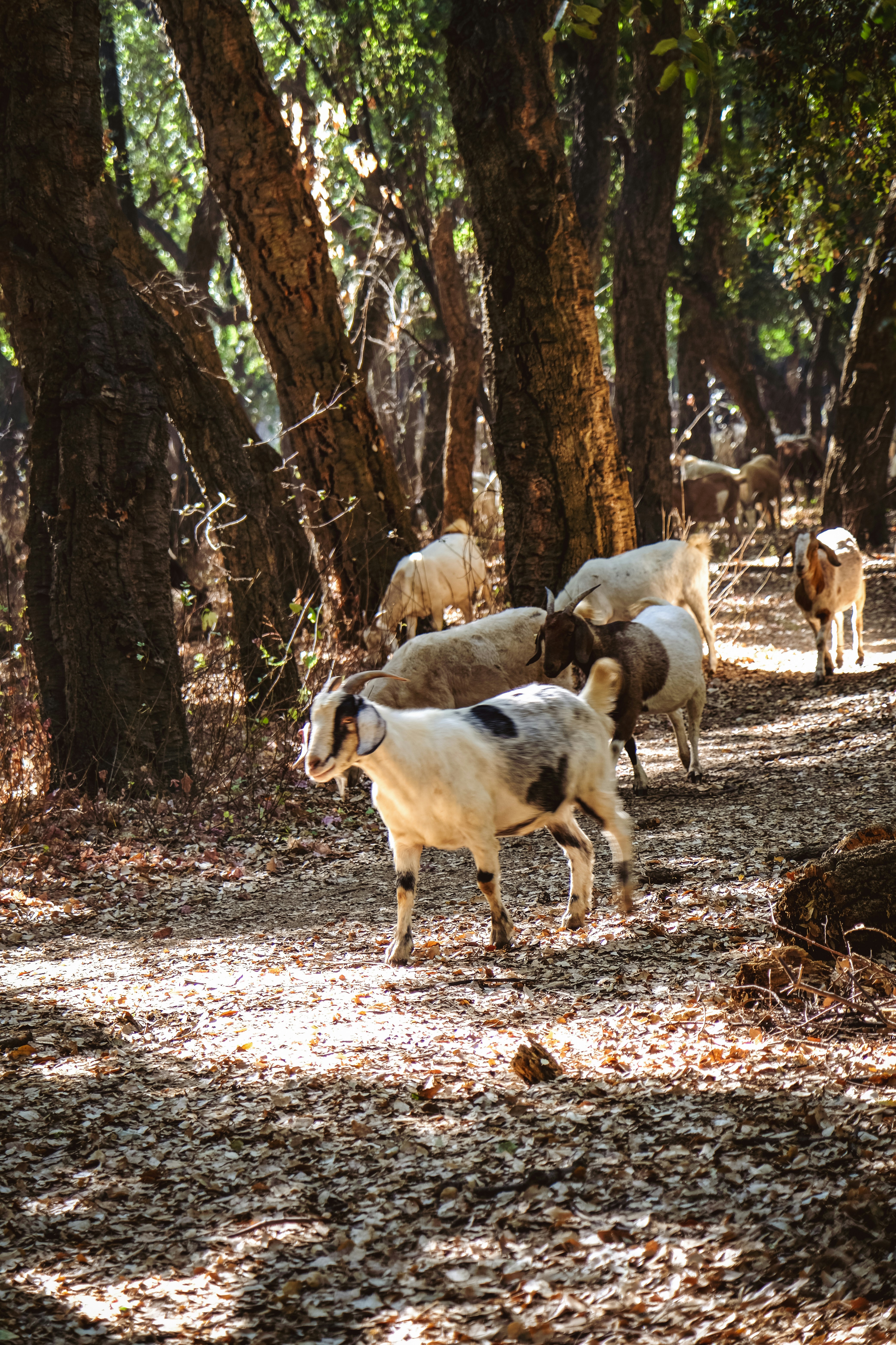 Conga of goats threading a shaded forest path