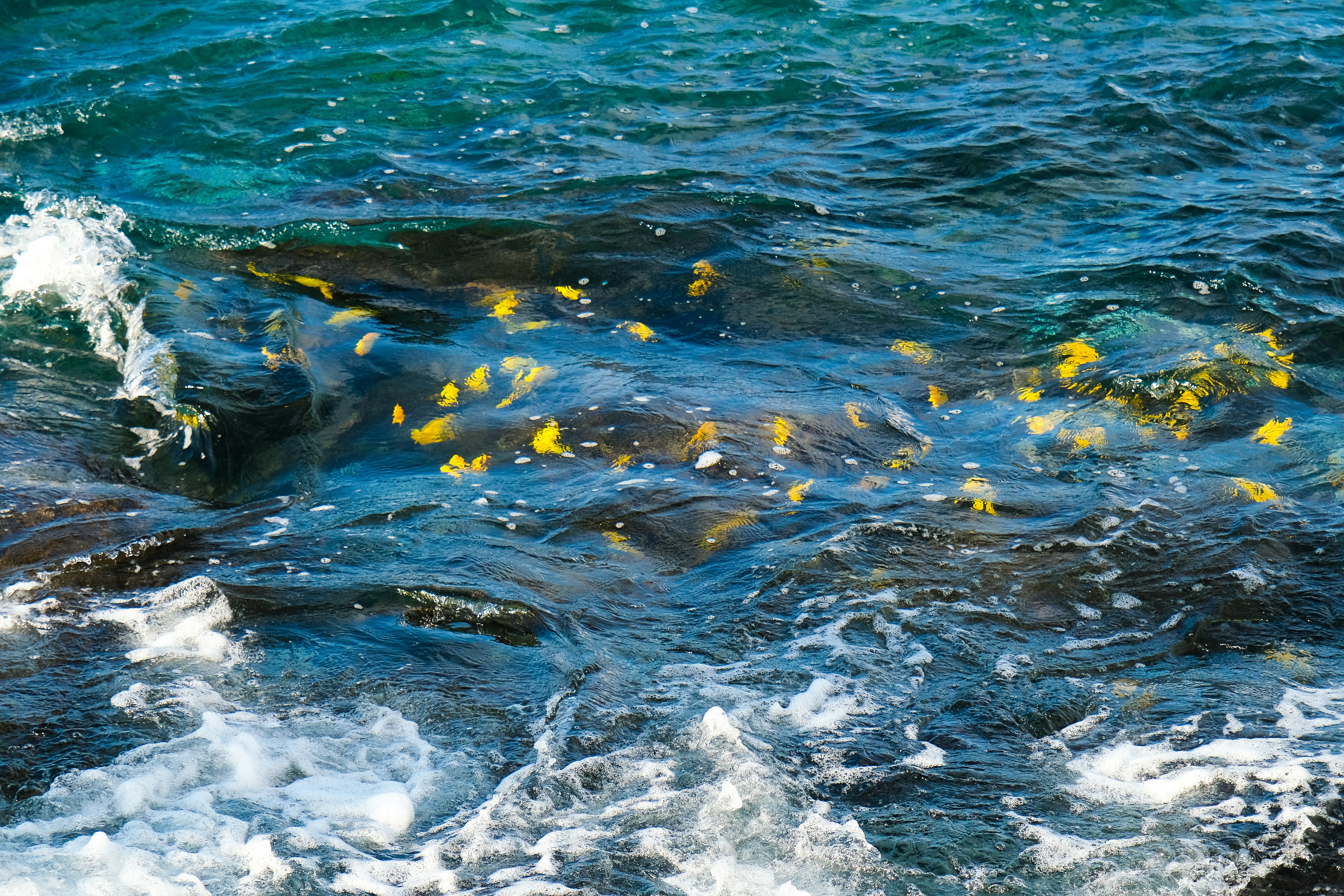Mid-Blue Crest: Yellow Specks on Rolling Tide