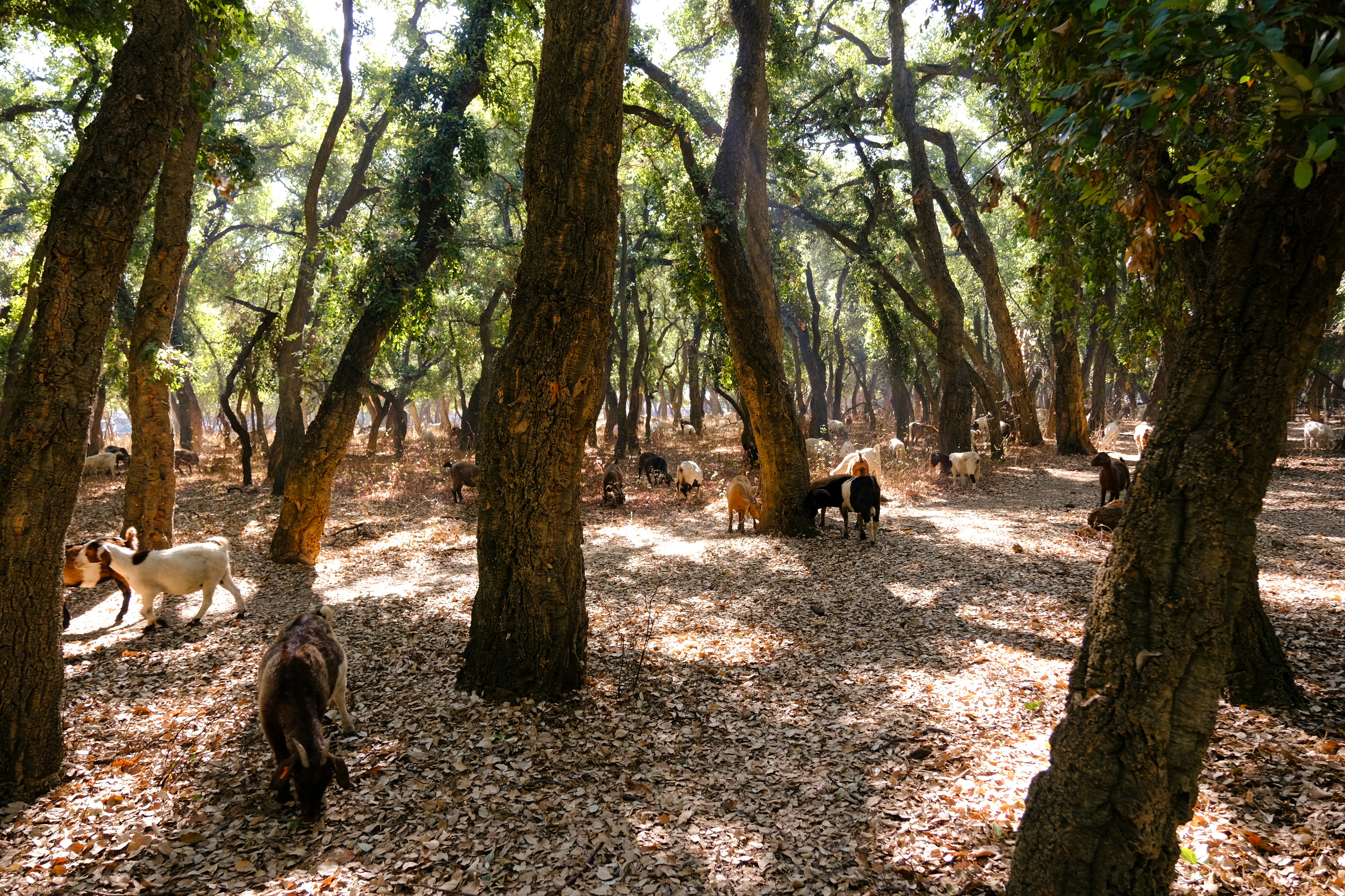 Dappled Forest Trail with Grazing Canines