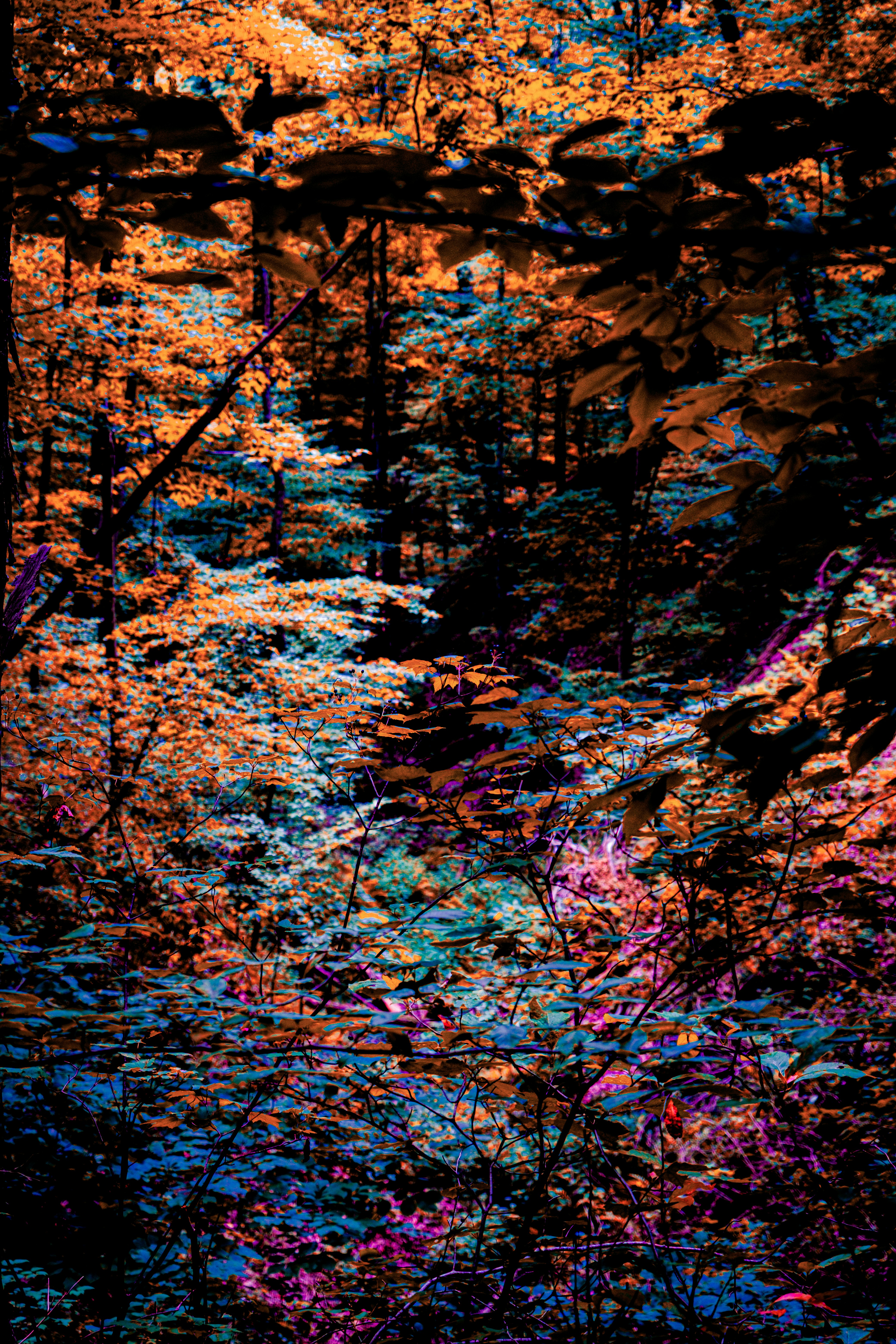 Chromatic Canopy: Neon Forest Aglow