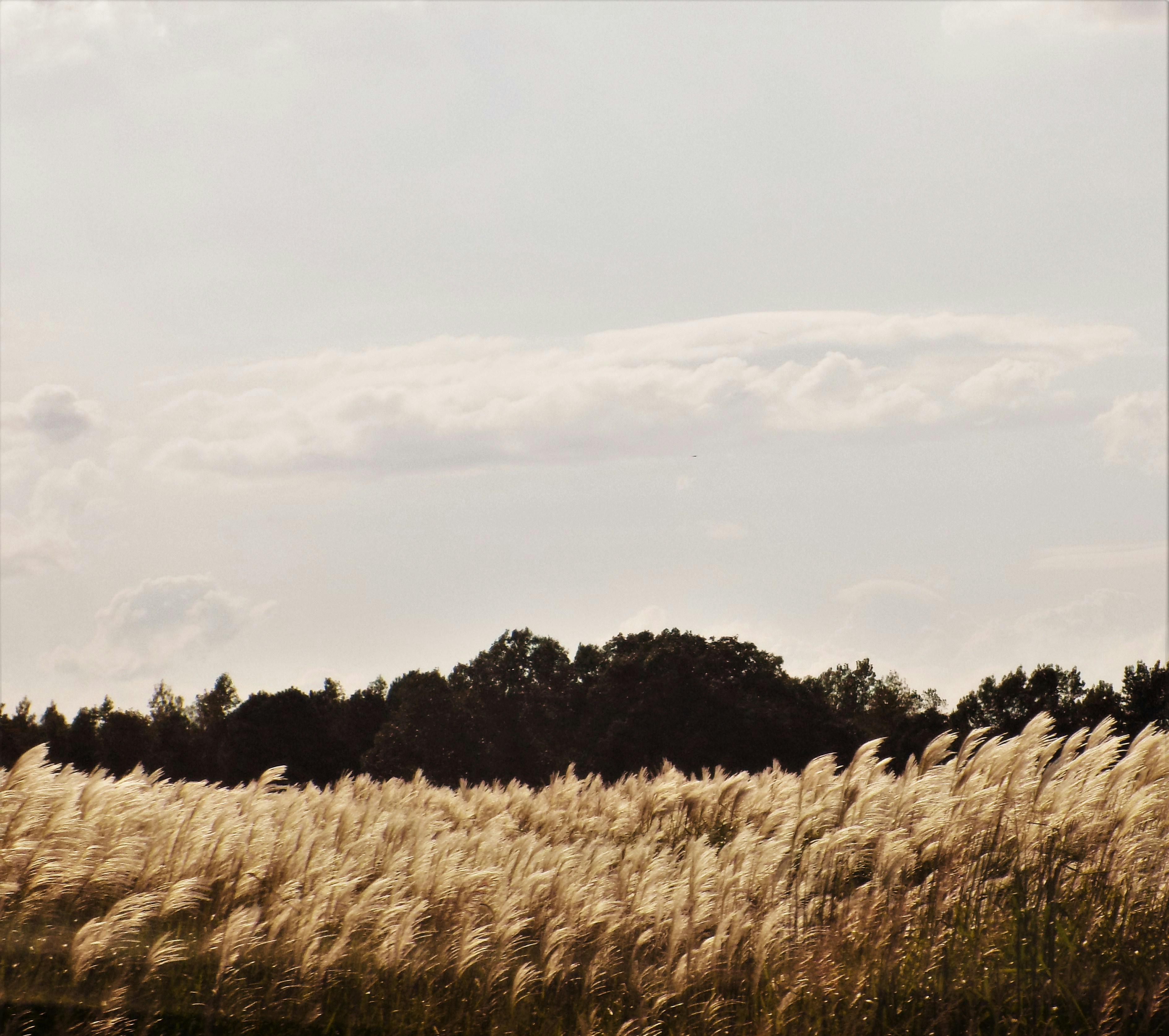 Golden Grassfield under Quiet Skies