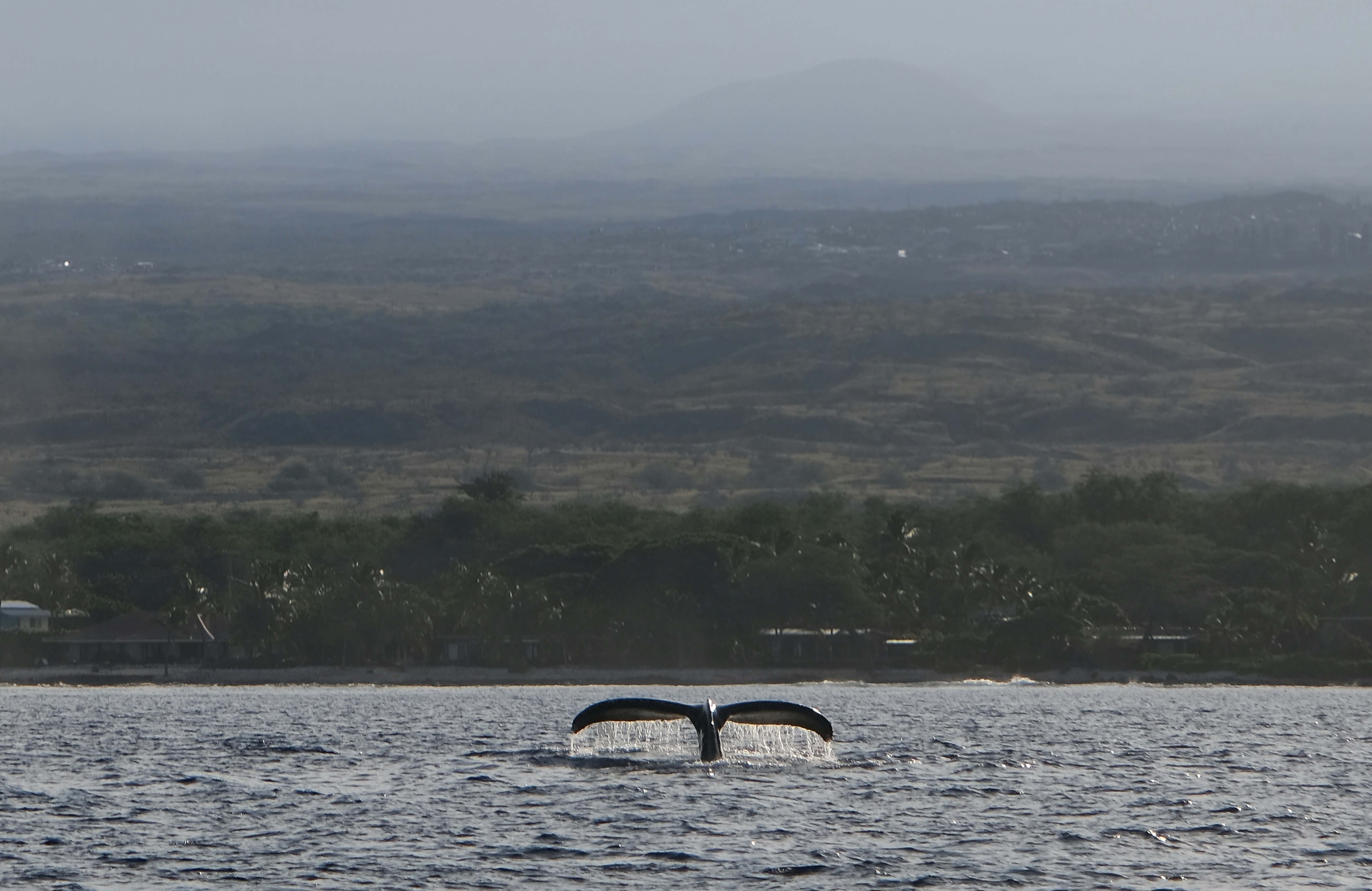 Silhouette of a Whale Tail Pushing through Glassy Coastal Reflections