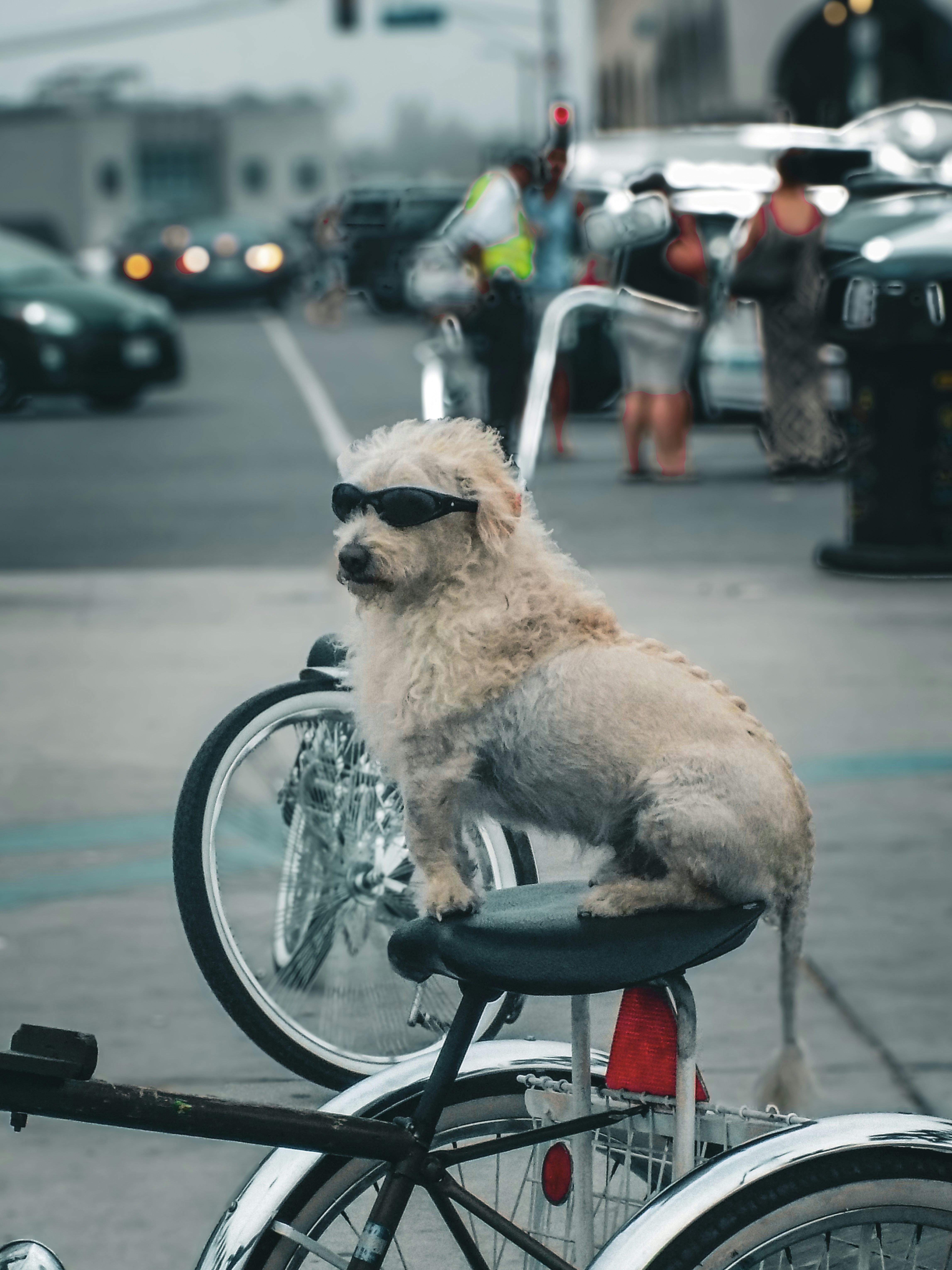 Street-side Sentinel: A fluffy companion in sunglasses on a bike seat
