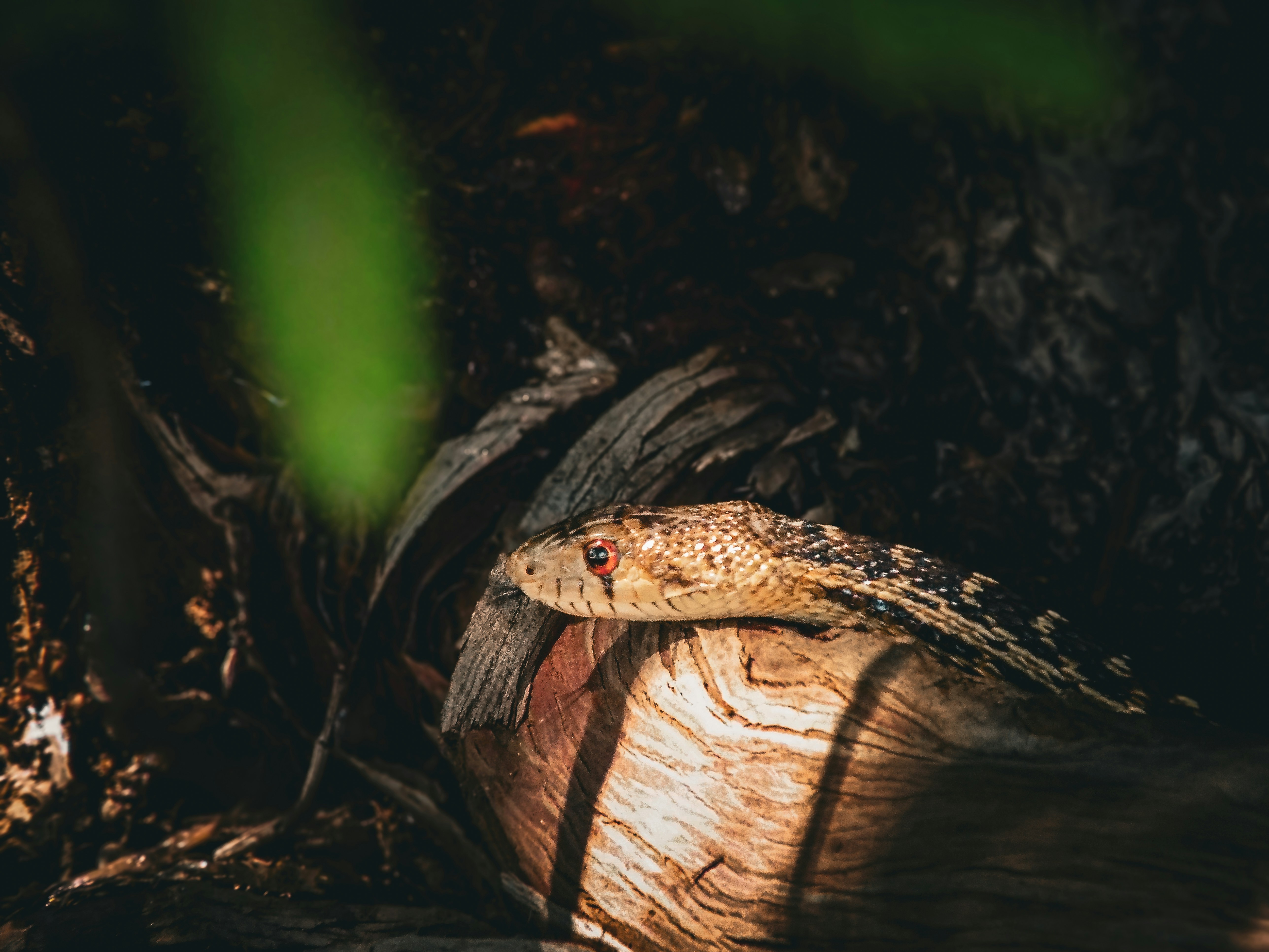 Hidden Woodland Serpent: A Curved Gaze Between Log Rings
