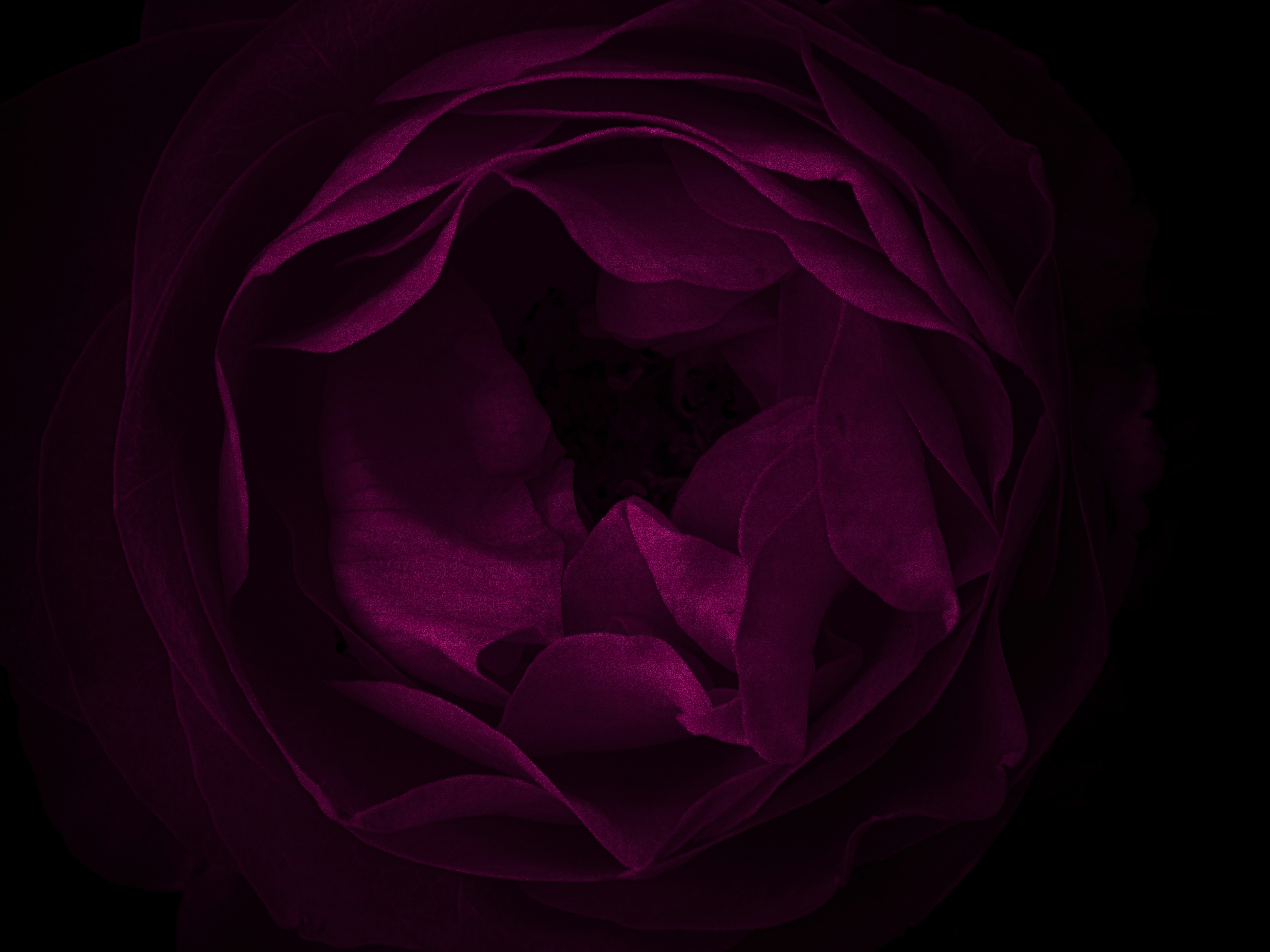 Midnight Bloom: A Velvet Rose in Shadow