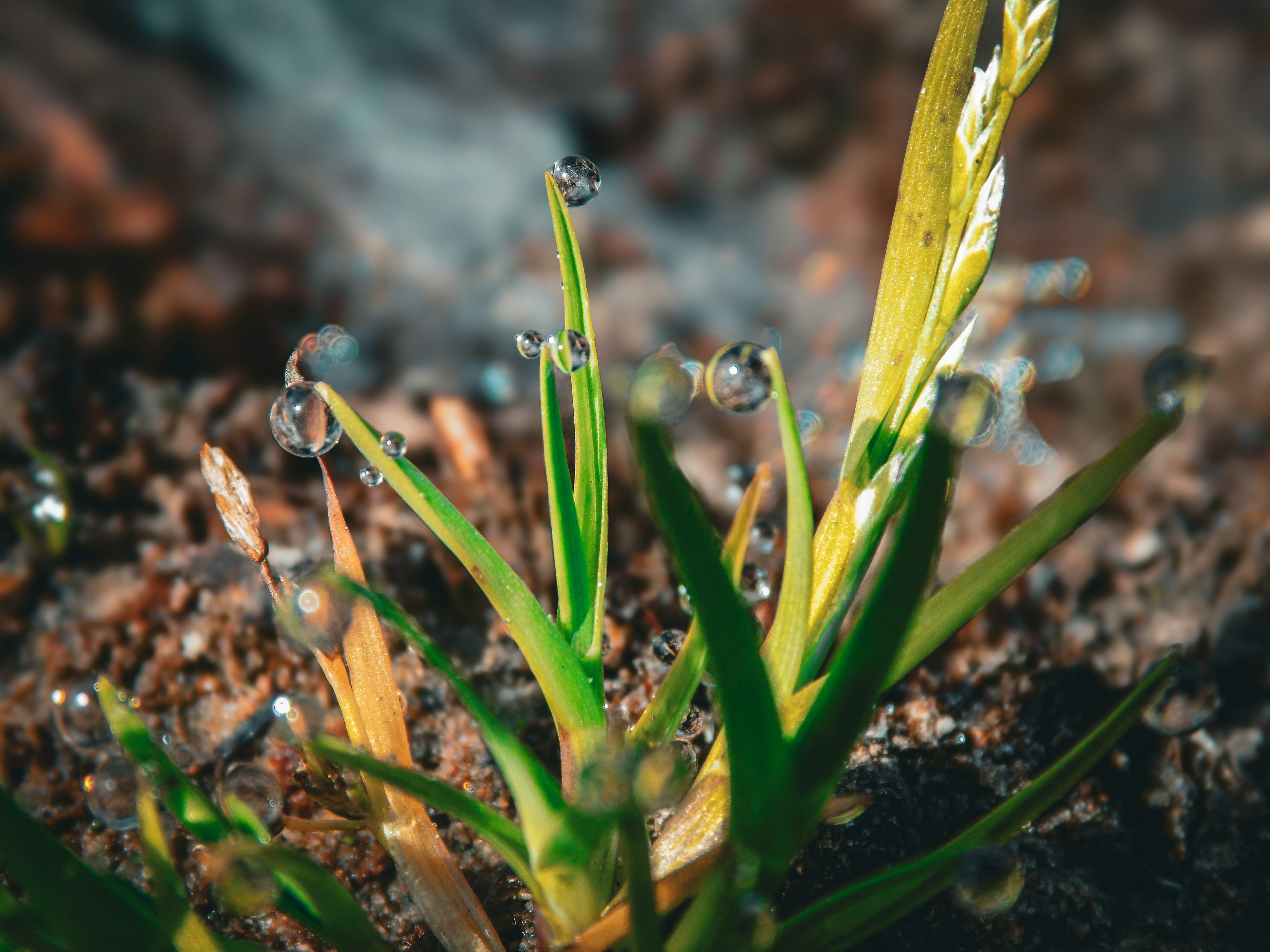 Close-up of young green shoots with dew droplets on a textured soil backdrop, highlighting early growth and resilience; macro-style nature detail.