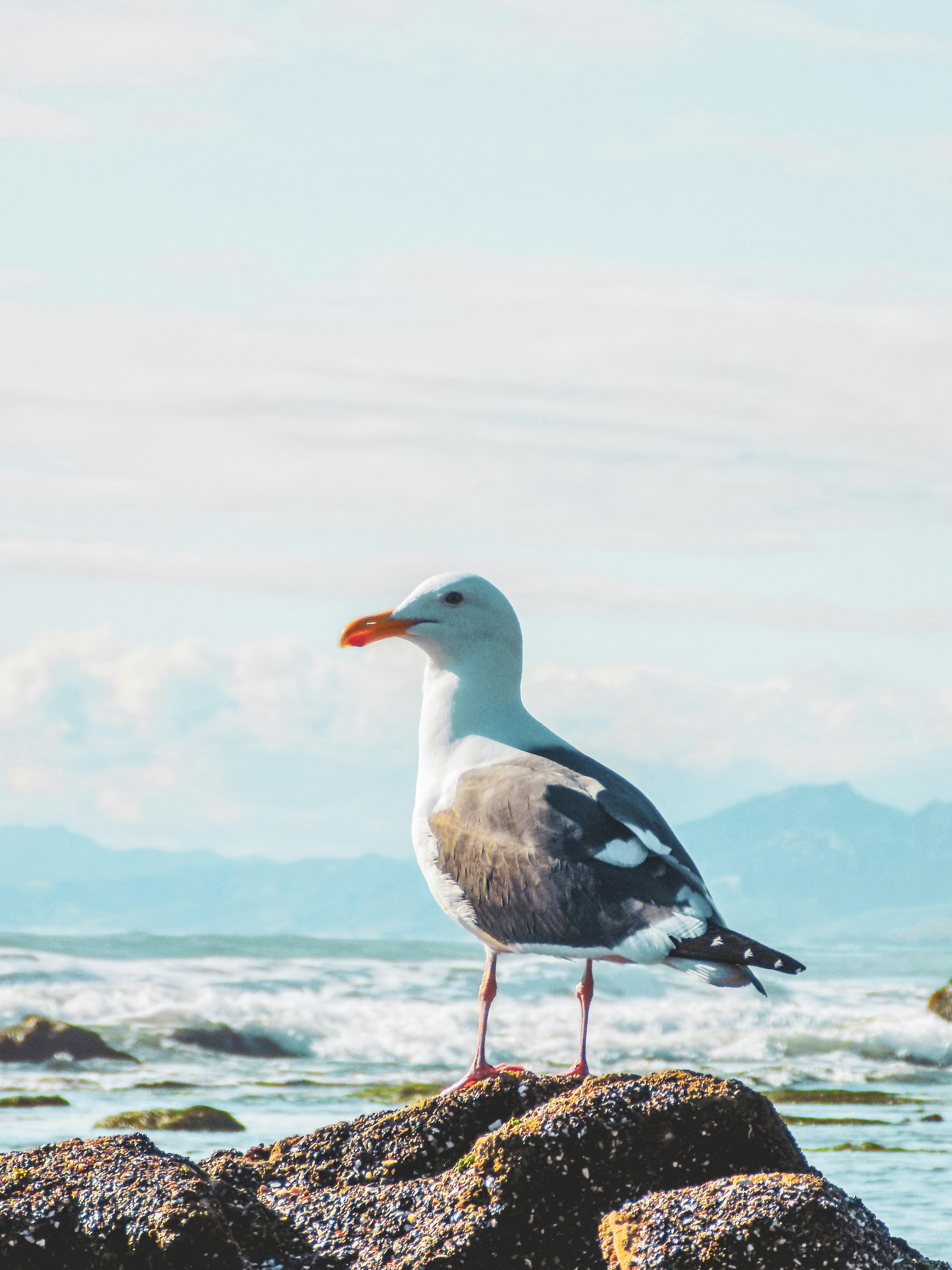 Seabird Sentinel: A Seagull Perched Upon Ocean Rocks