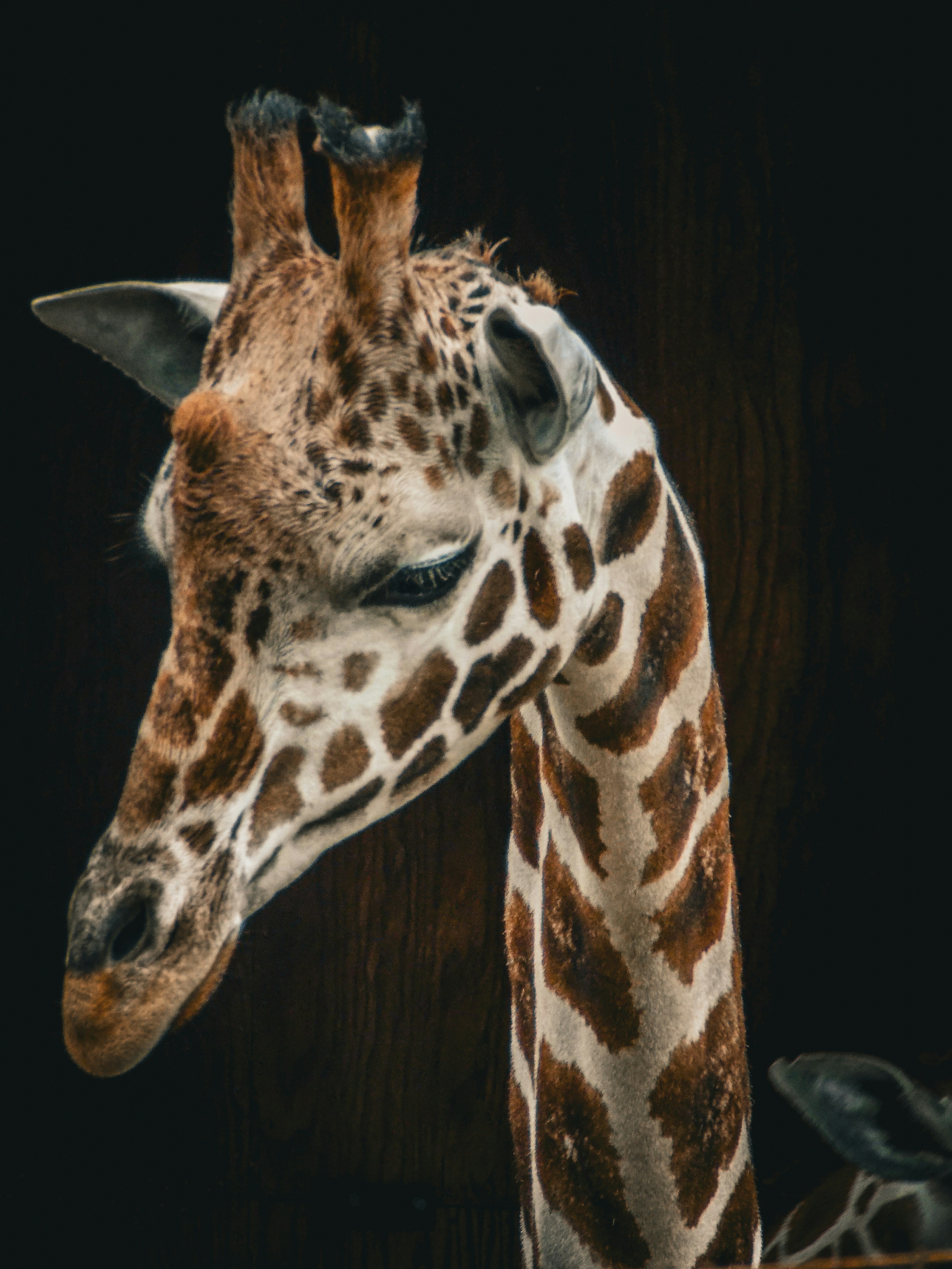 Giraffe in Profile: Amber Patchwork Against Dark Wood