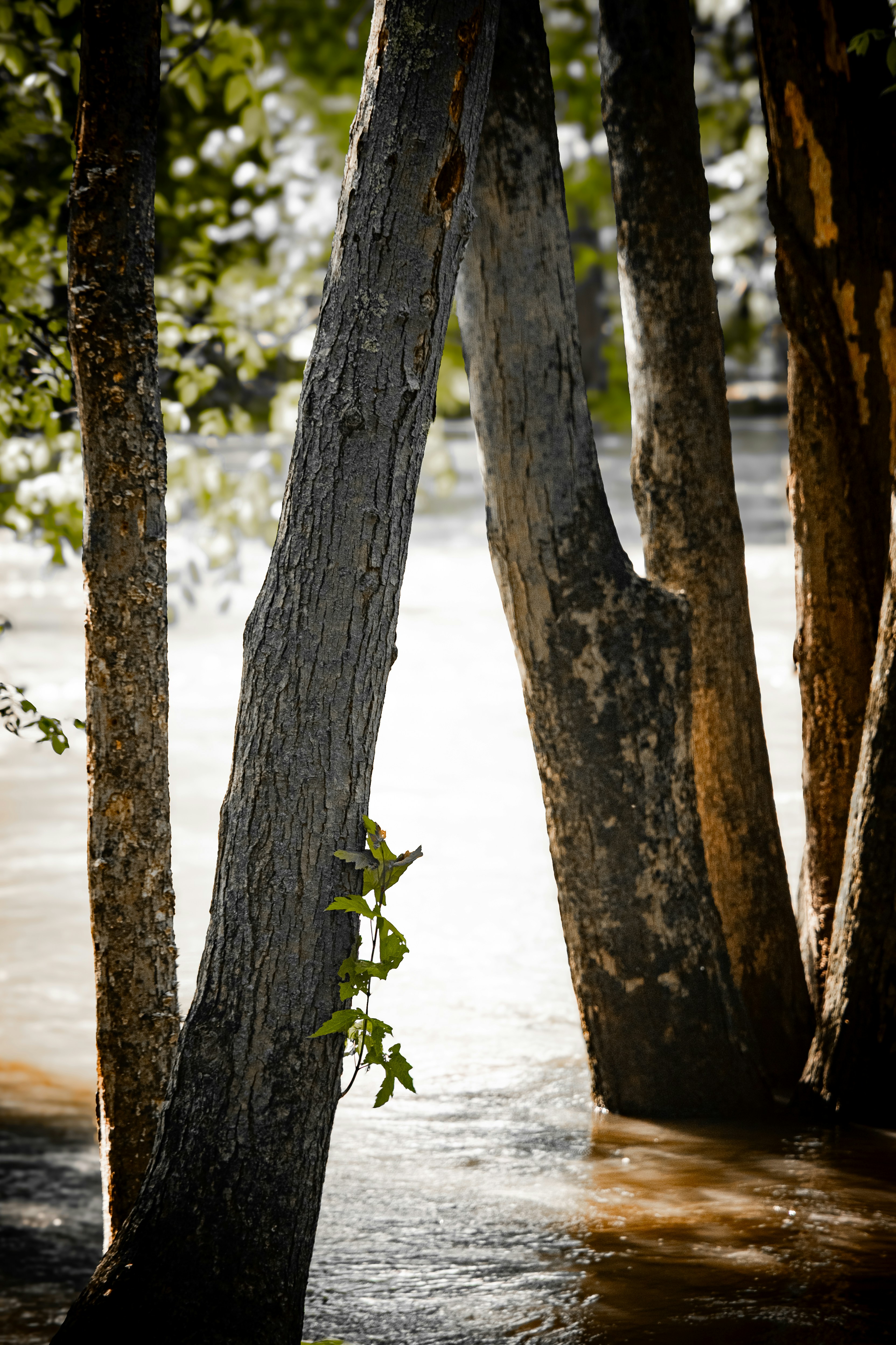 Sunlit Roots: A Quiet Forest Between Trunks by the Water