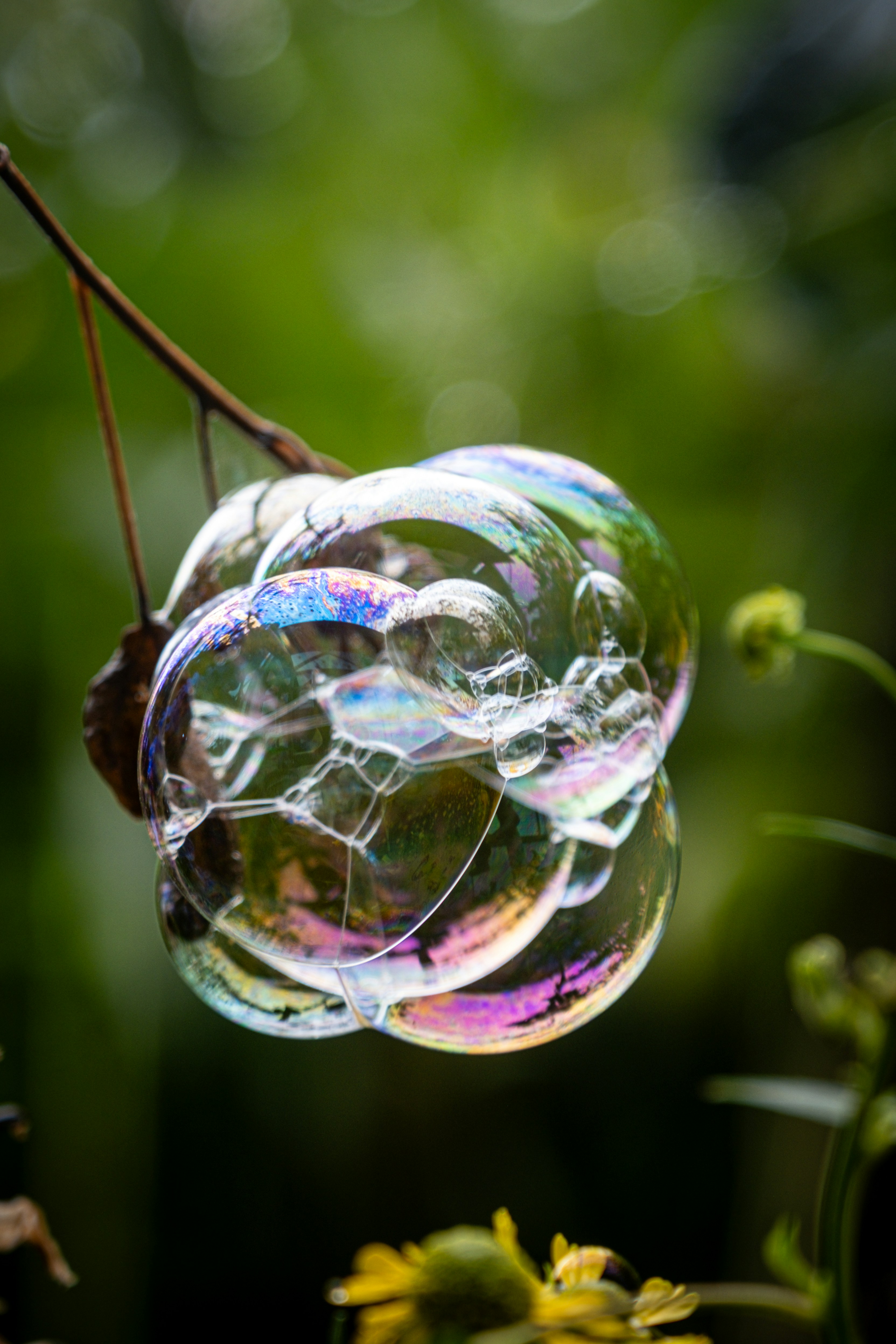 Chromatic Orb: A Bubble Portrait in Soft Green Light