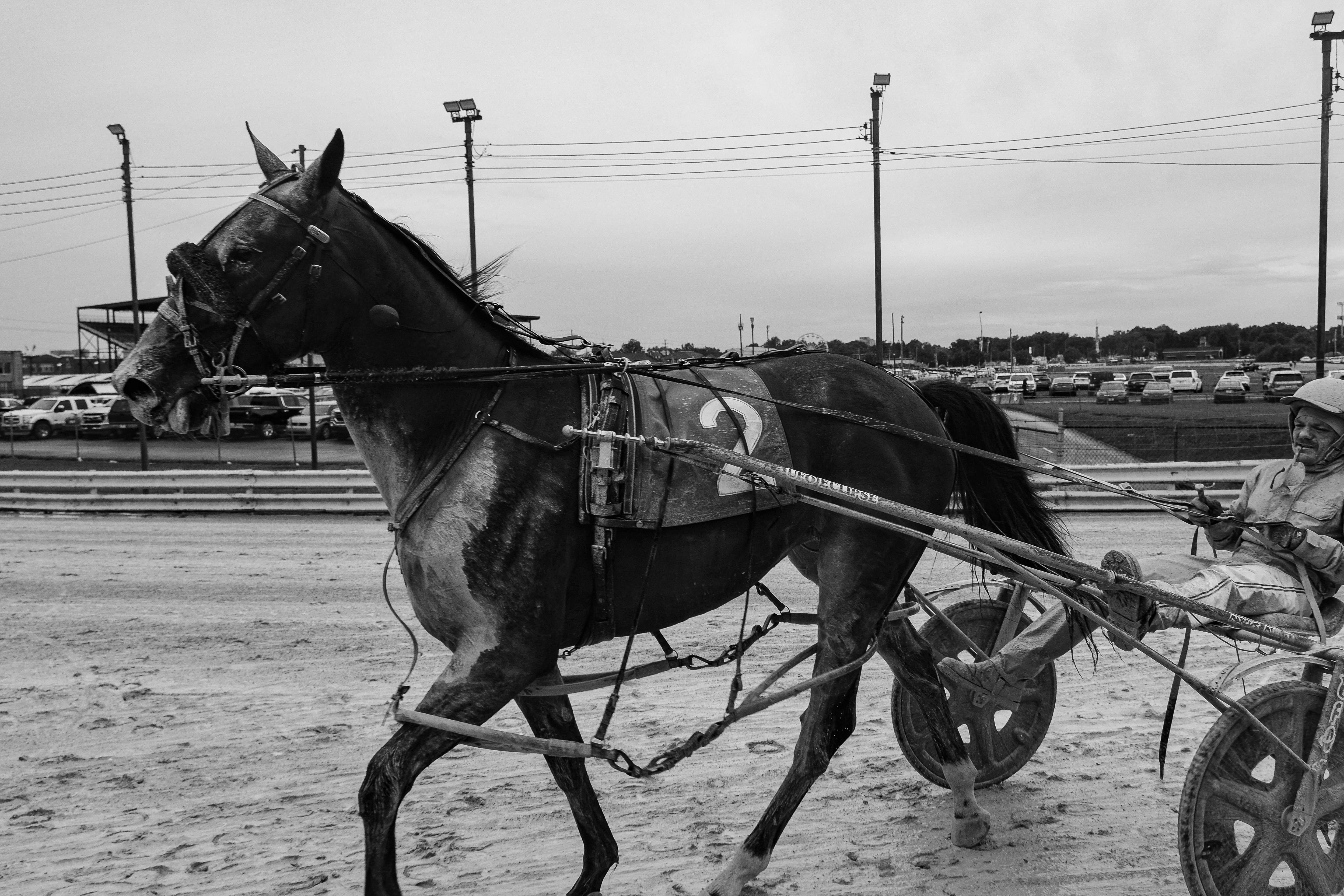 Drafted in Focus: The Horse and Hand in a Dusty Derby