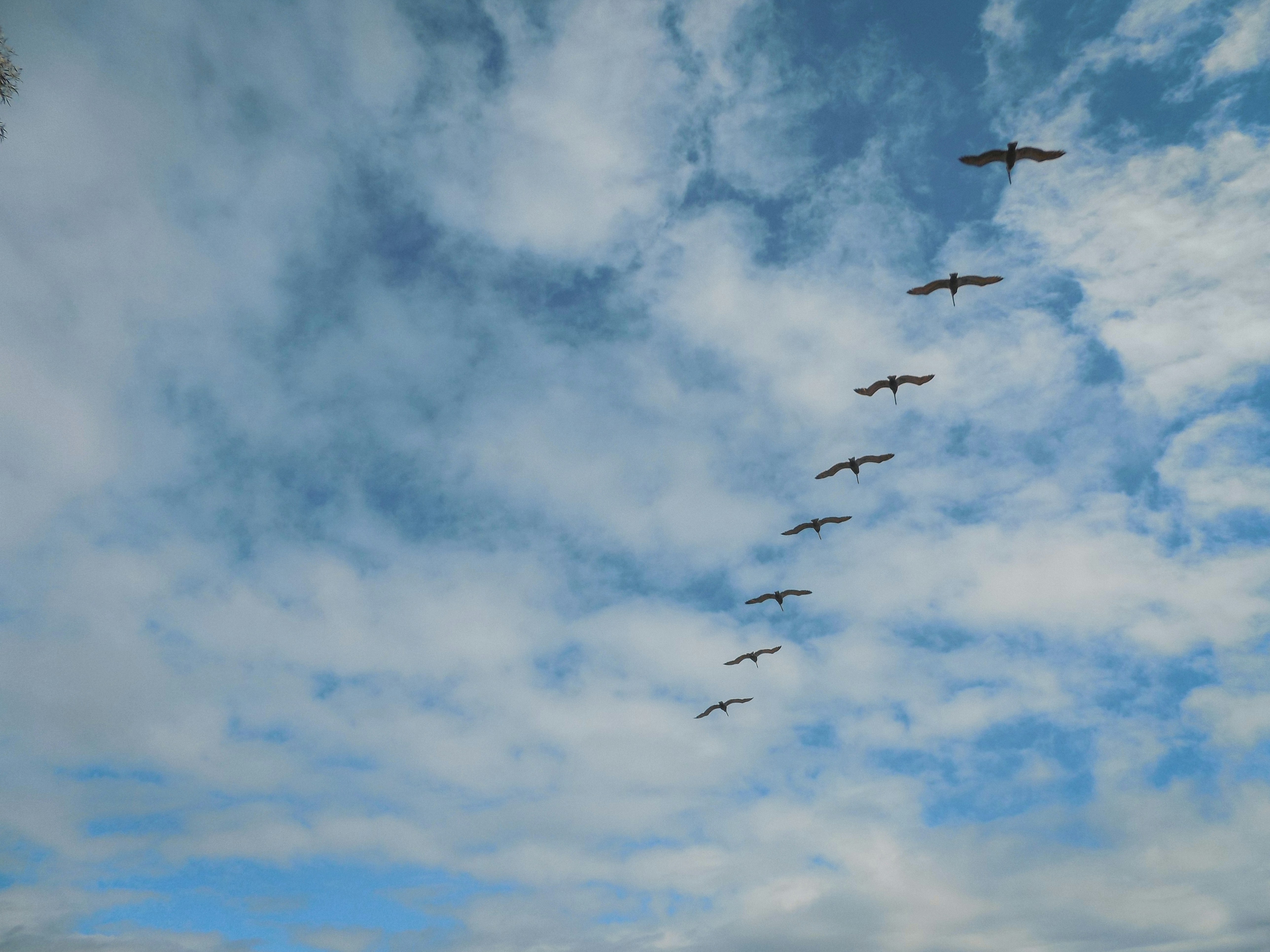 A flock of birds forms a diagonal V across a bright blue sky with scattered clouds, captured mid-flight. The scene emphasizes motion and negative space around the silhouettes.