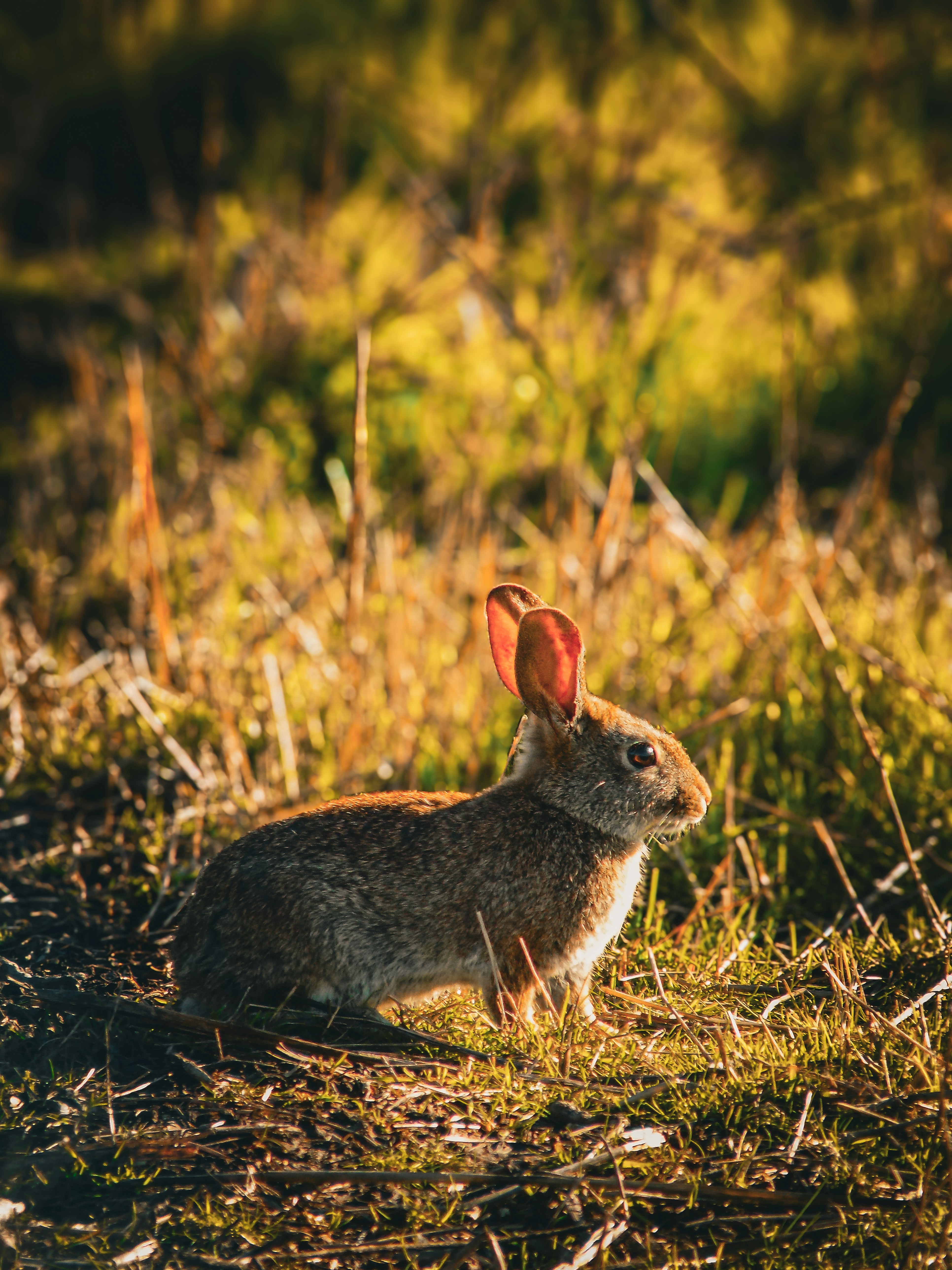 Sunlit Hare in Golden Meadow