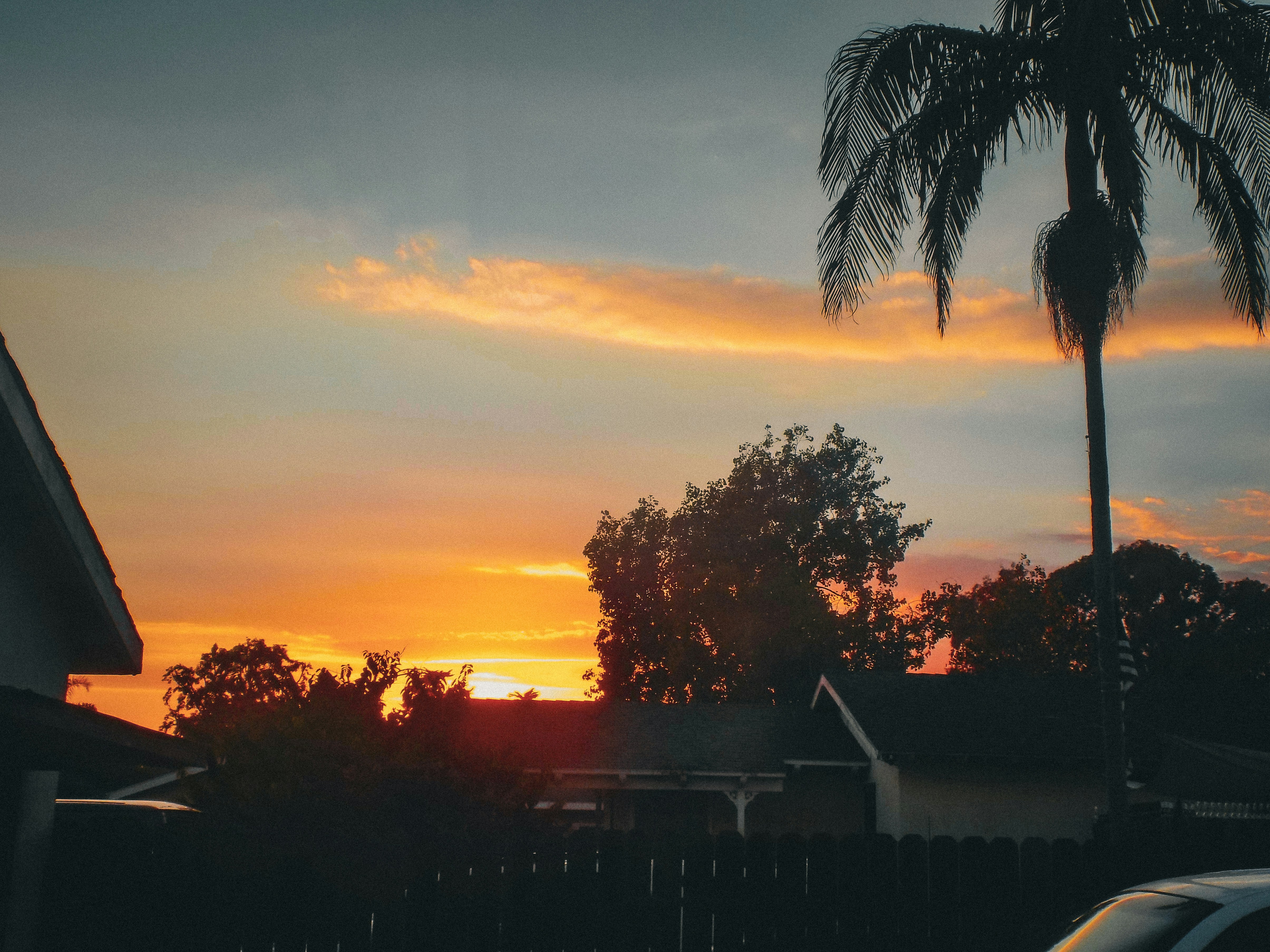 Sunset Silk: Silhouettes Over Quiet Suburban Foliage