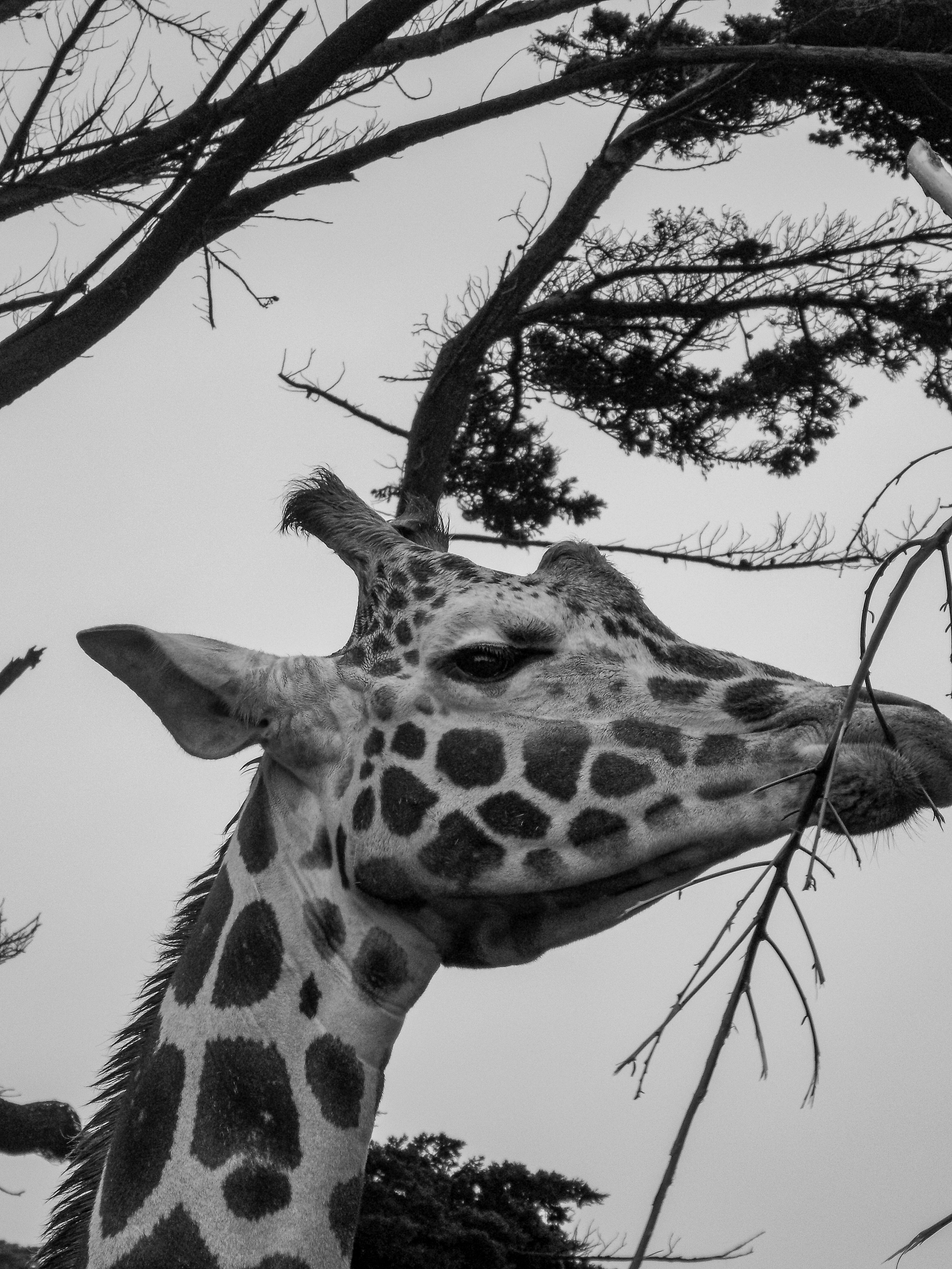 Giraffe Portrait in Silhouette Beneath Branches