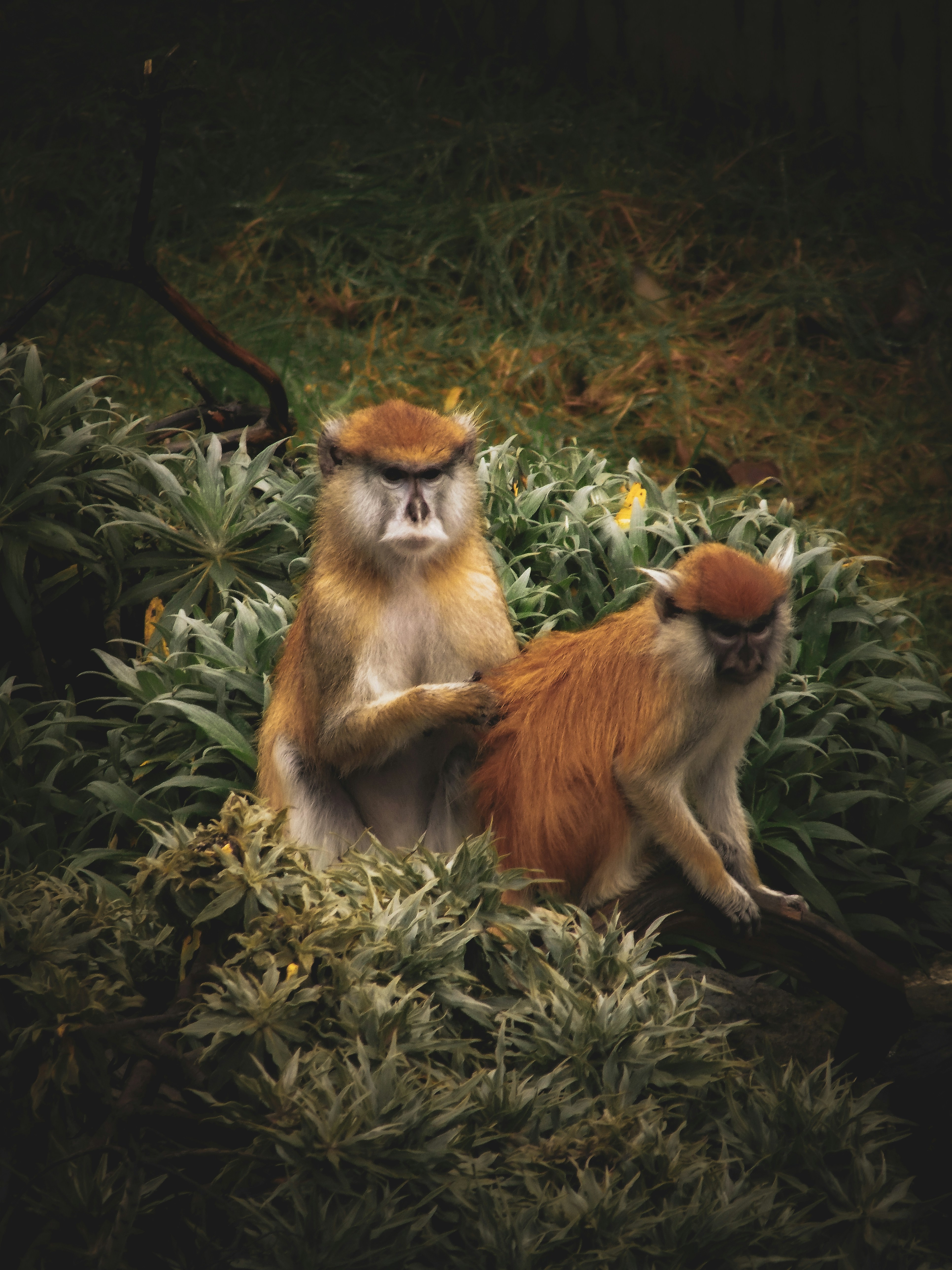 Primates in the Understory: A Pair Amid Green Foliage