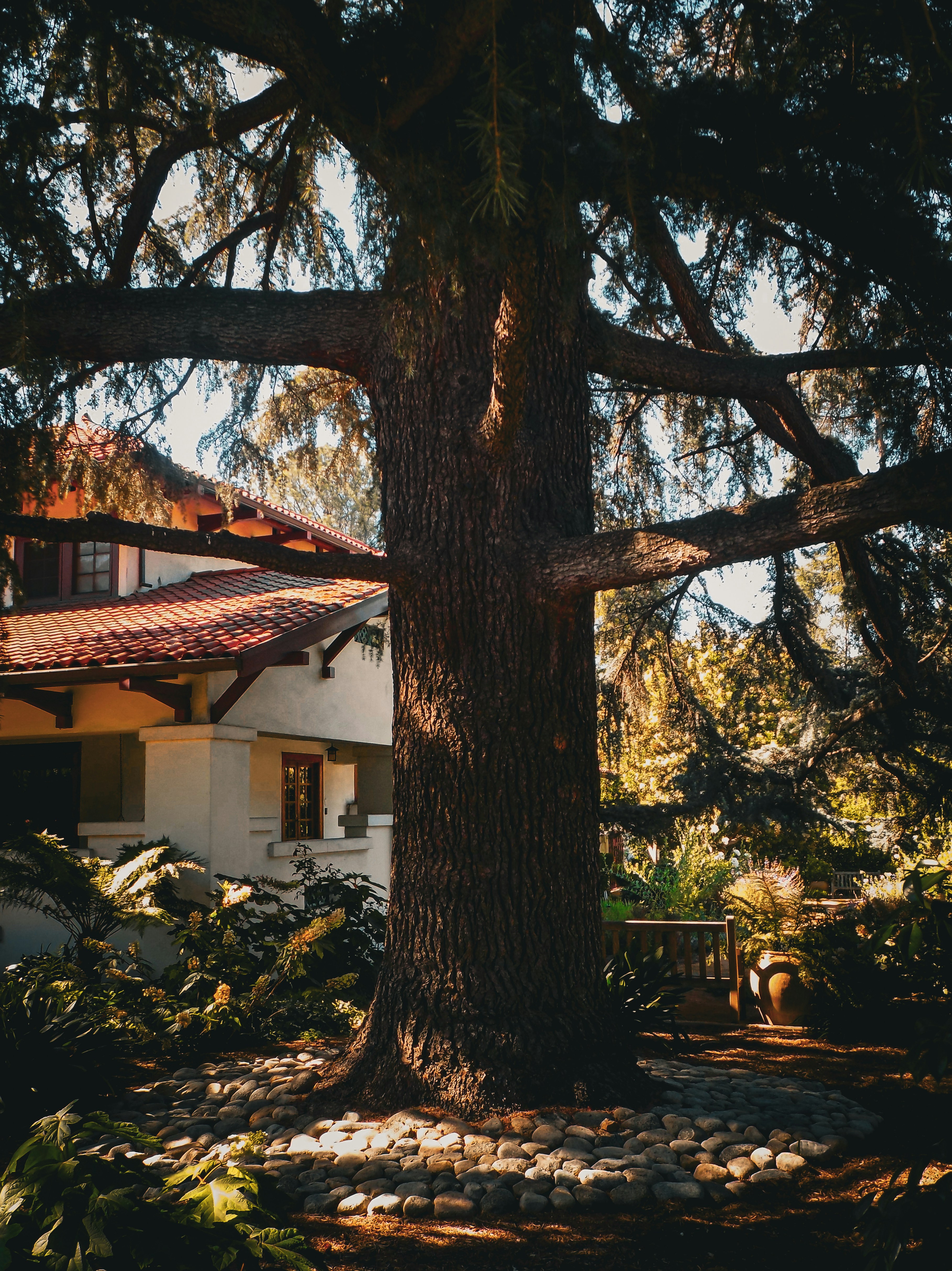 Whispering Cedar: A Trunk-Centered Retreat