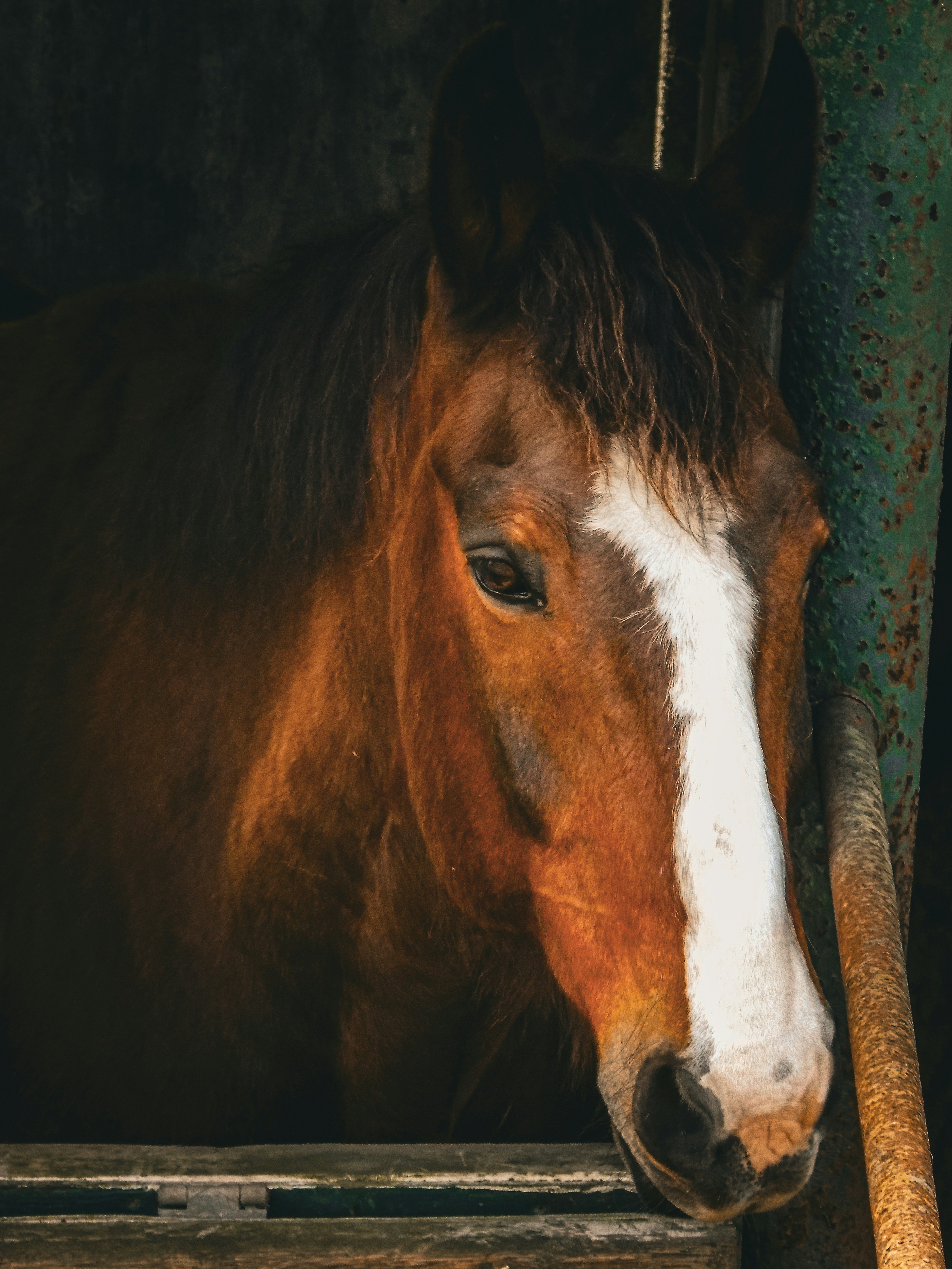 Chestnut horse resting in a dim stable, white blaze cutting down its face, peering softly toward the camera. A calm, intimate portrait emphasizing gentle expression and sheltering surroundings.