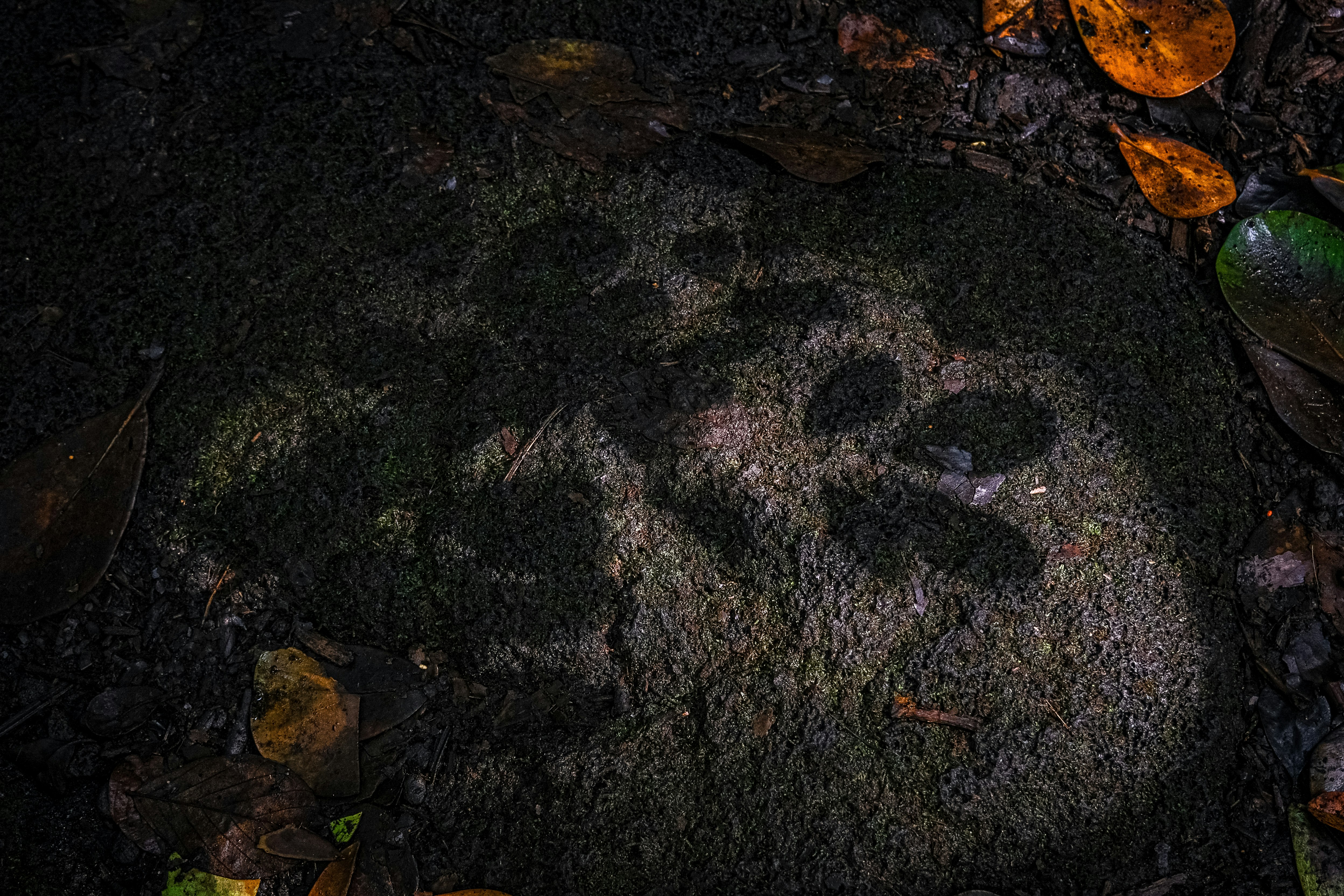 Mossy Rock Streaks: Subtle Shadowed Glyph on a Forest Floor