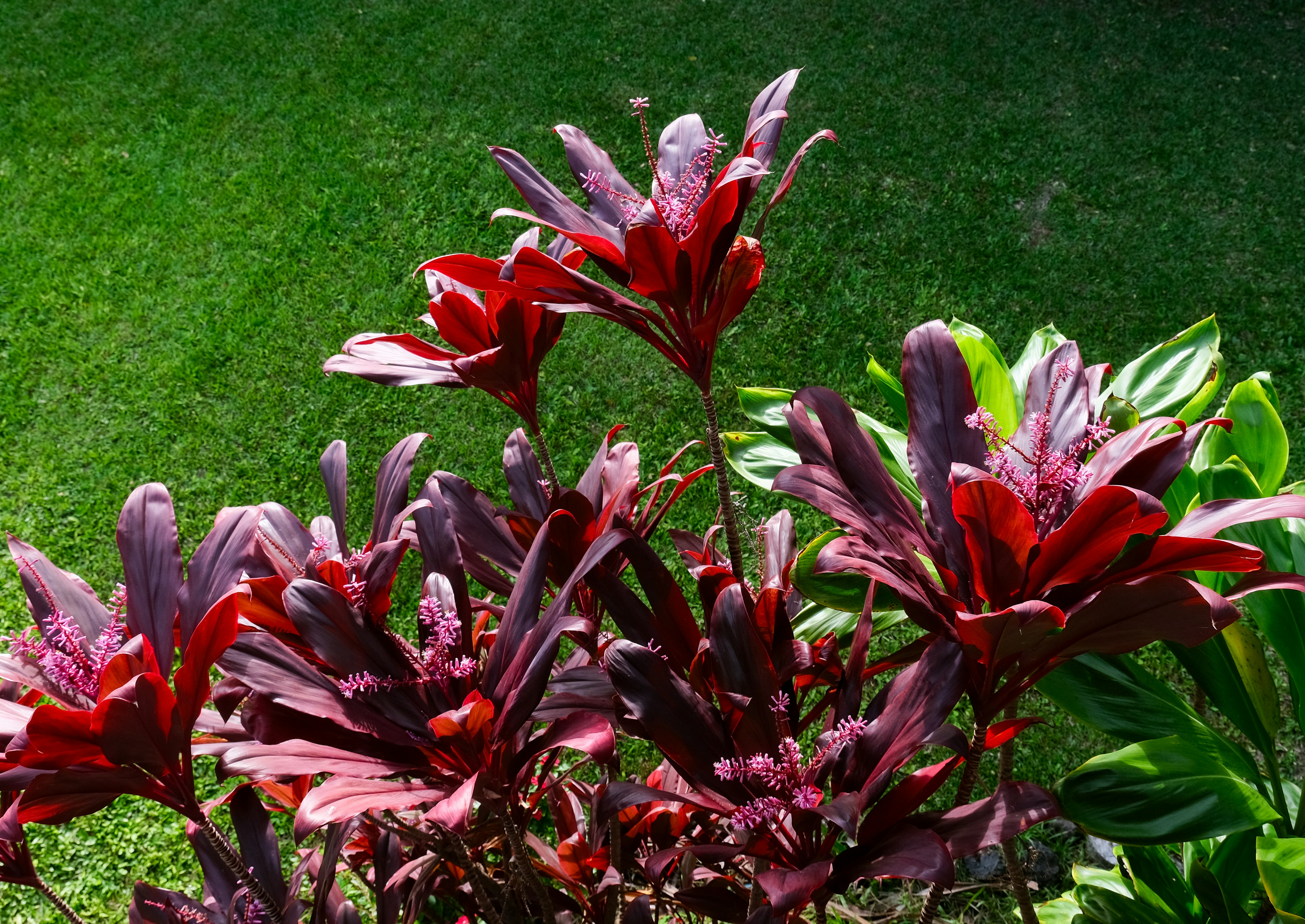 Crimson Tropical Blooms Against Velvet-green Meadow
