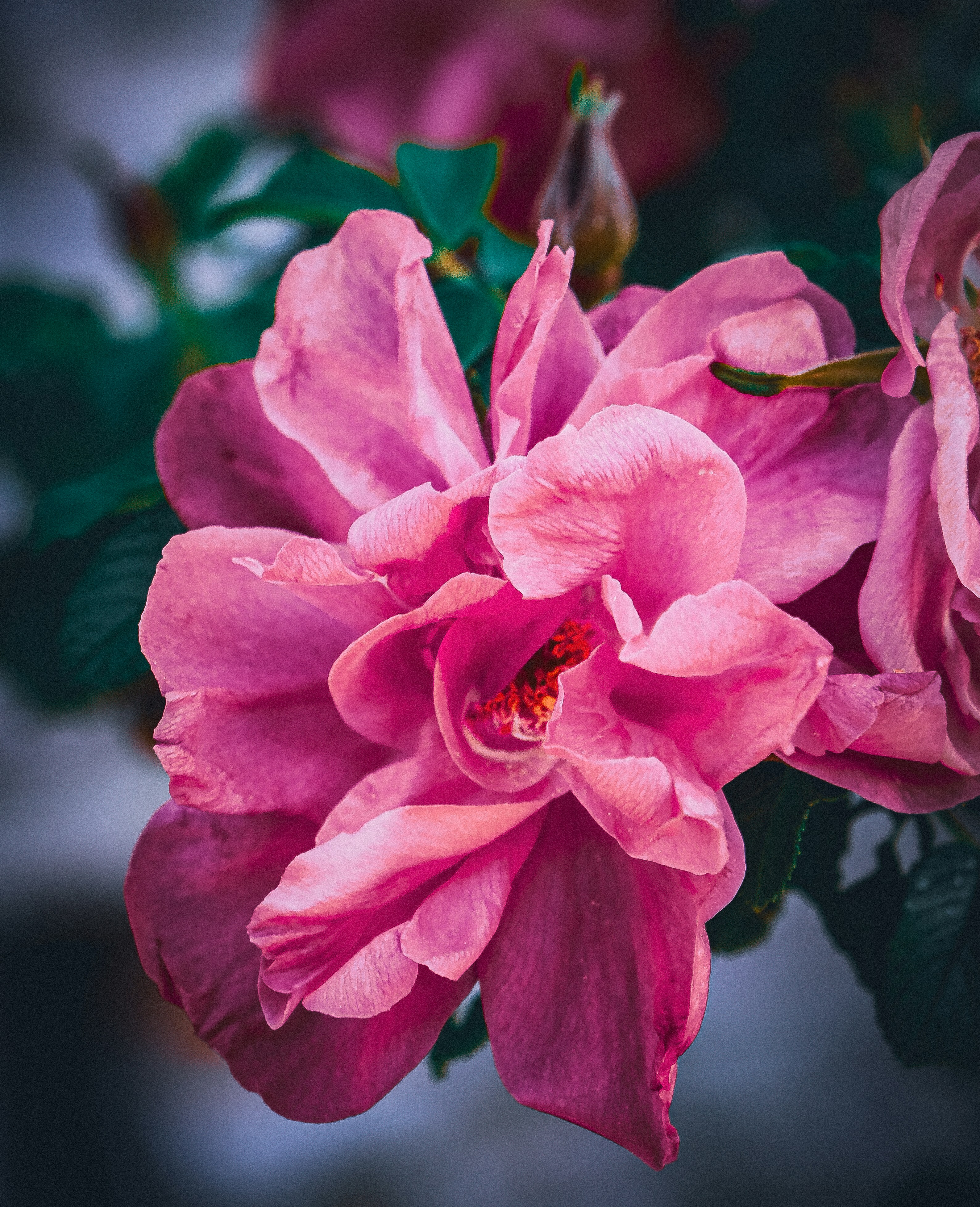 Pink Petal Convergence: Close-Up of a Rose Bloom