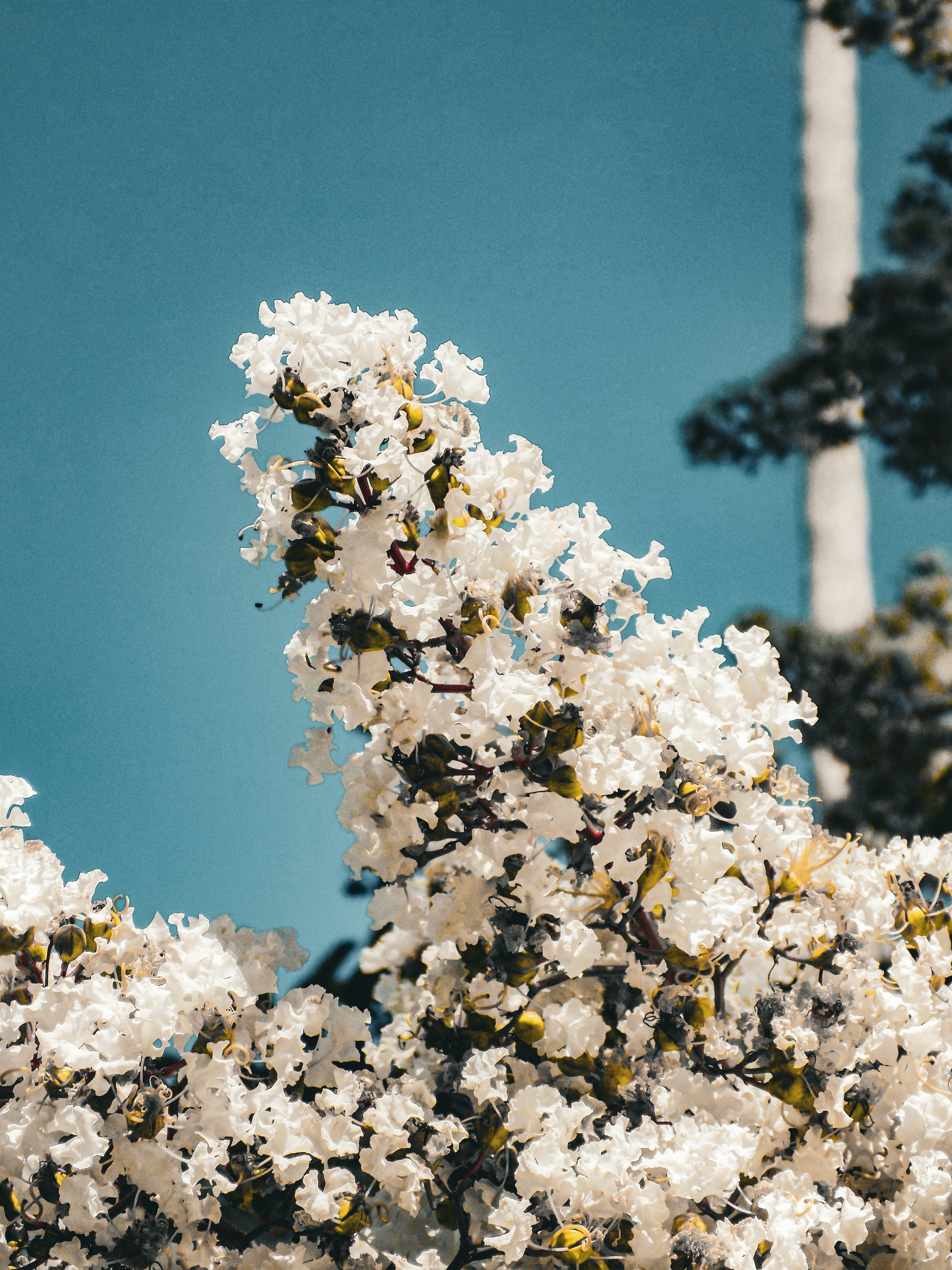Blossoms Reach Toward a Clear Sky