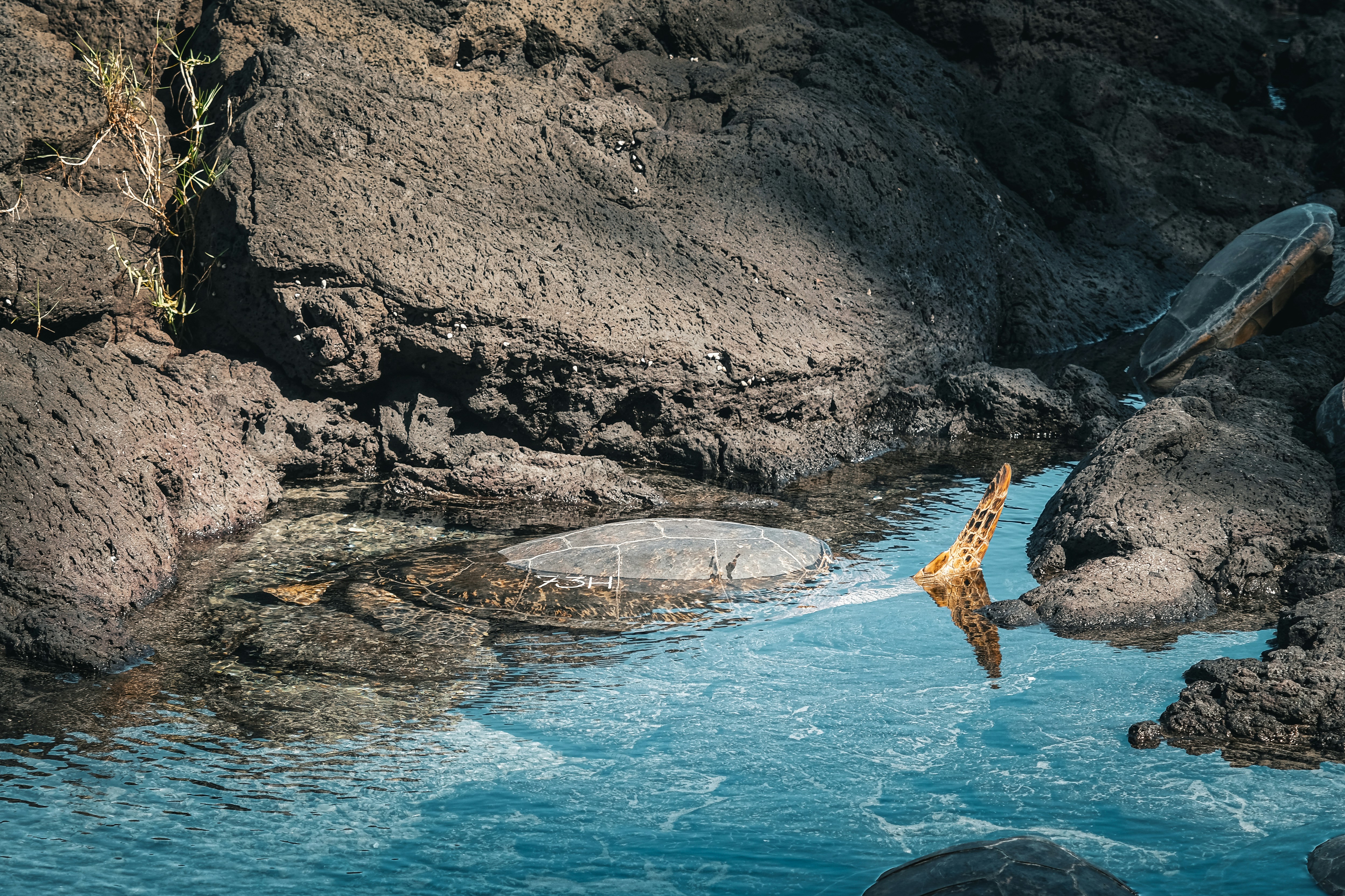 Emerald Tide and Obscured Turtle: A Rocky Shoreline Scene