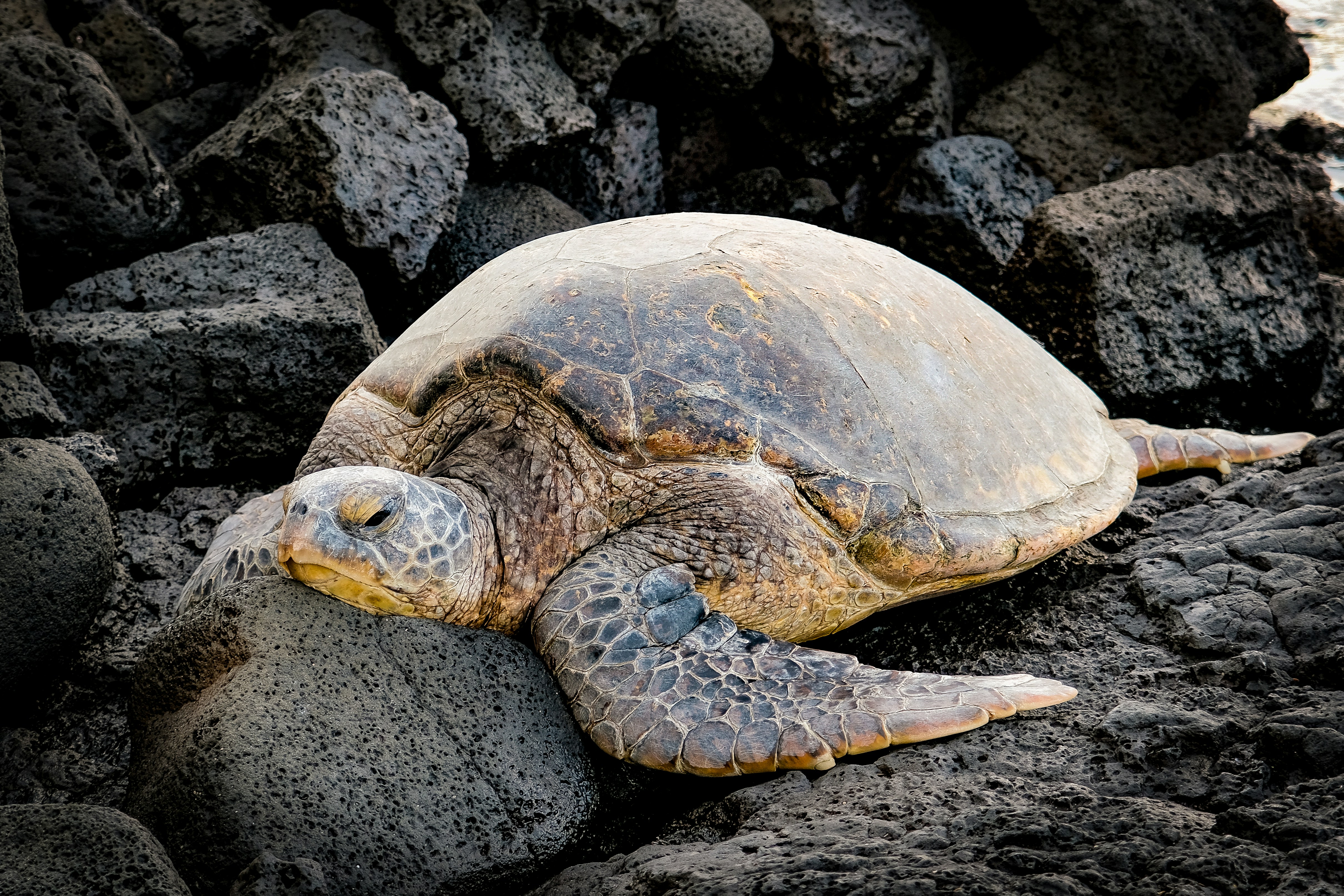 Stone Guardian: A Sea Turtle Resting on Lava Rock