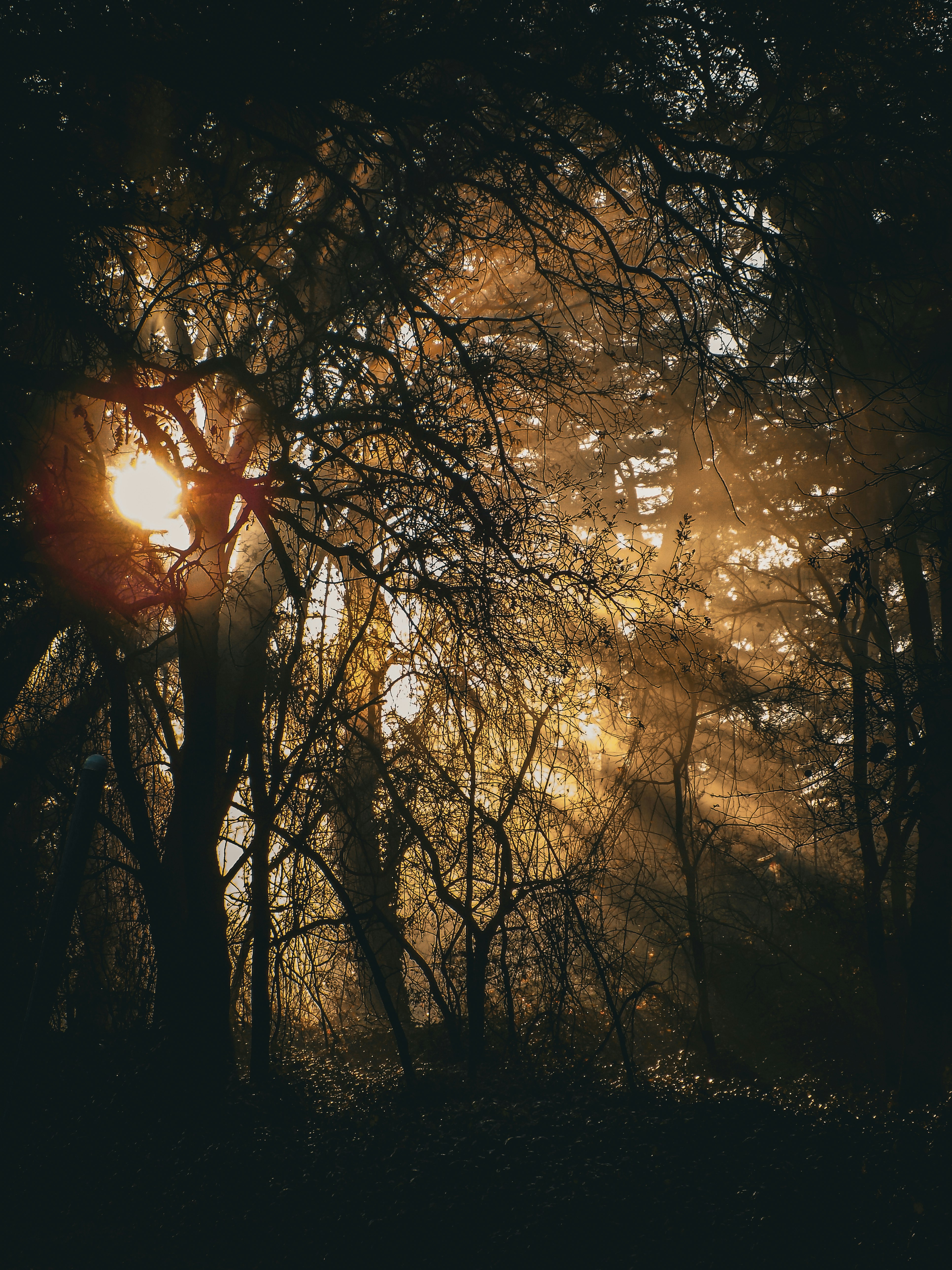 Sunlit Shadows: Morning Rays Piercing an Enchanted Forest