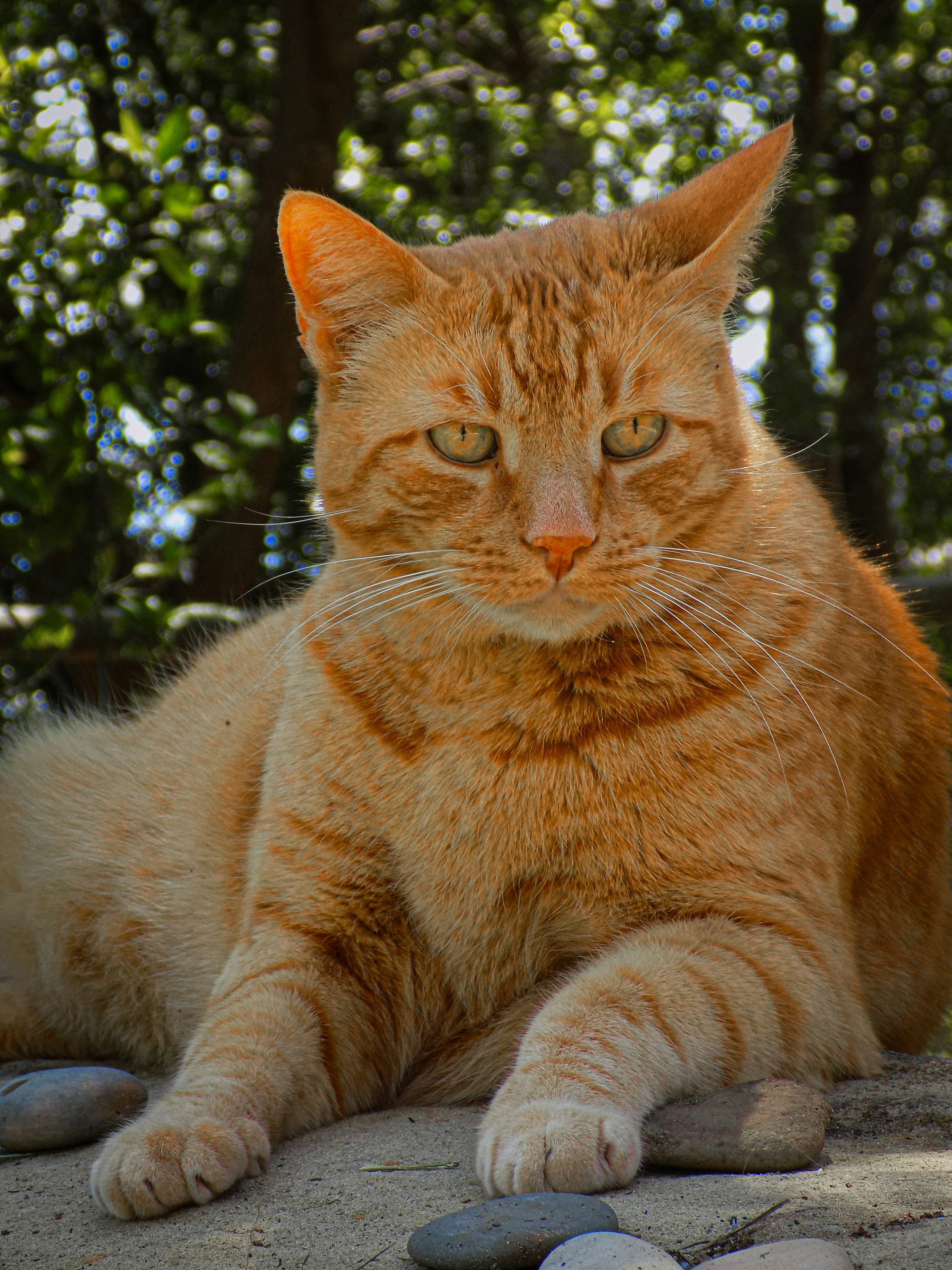 Orange Cat at Rest Amid Sunlit Garden Foliage