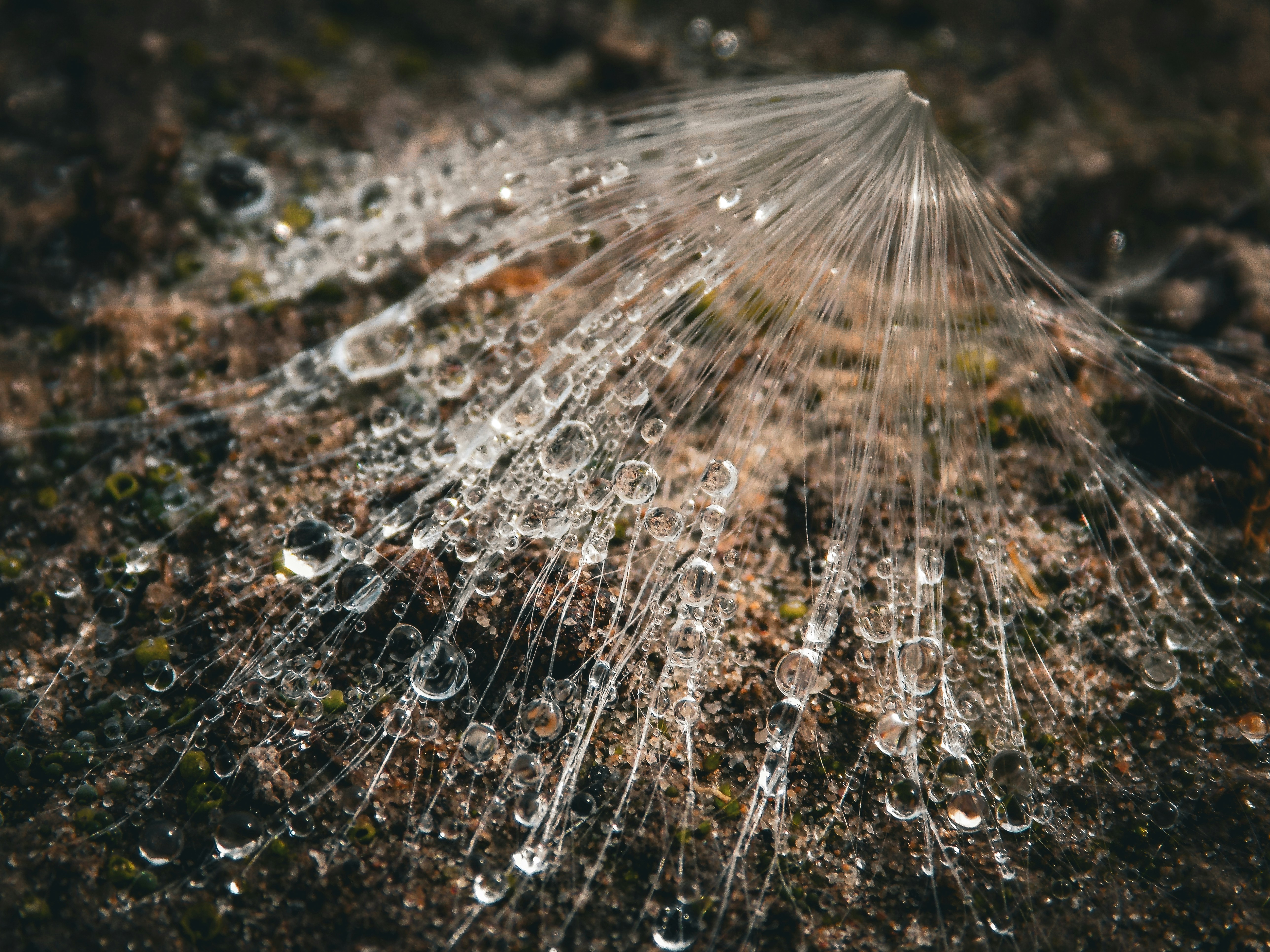 Morning Dew on a Spider Silk Web Sparkles Over Moss
