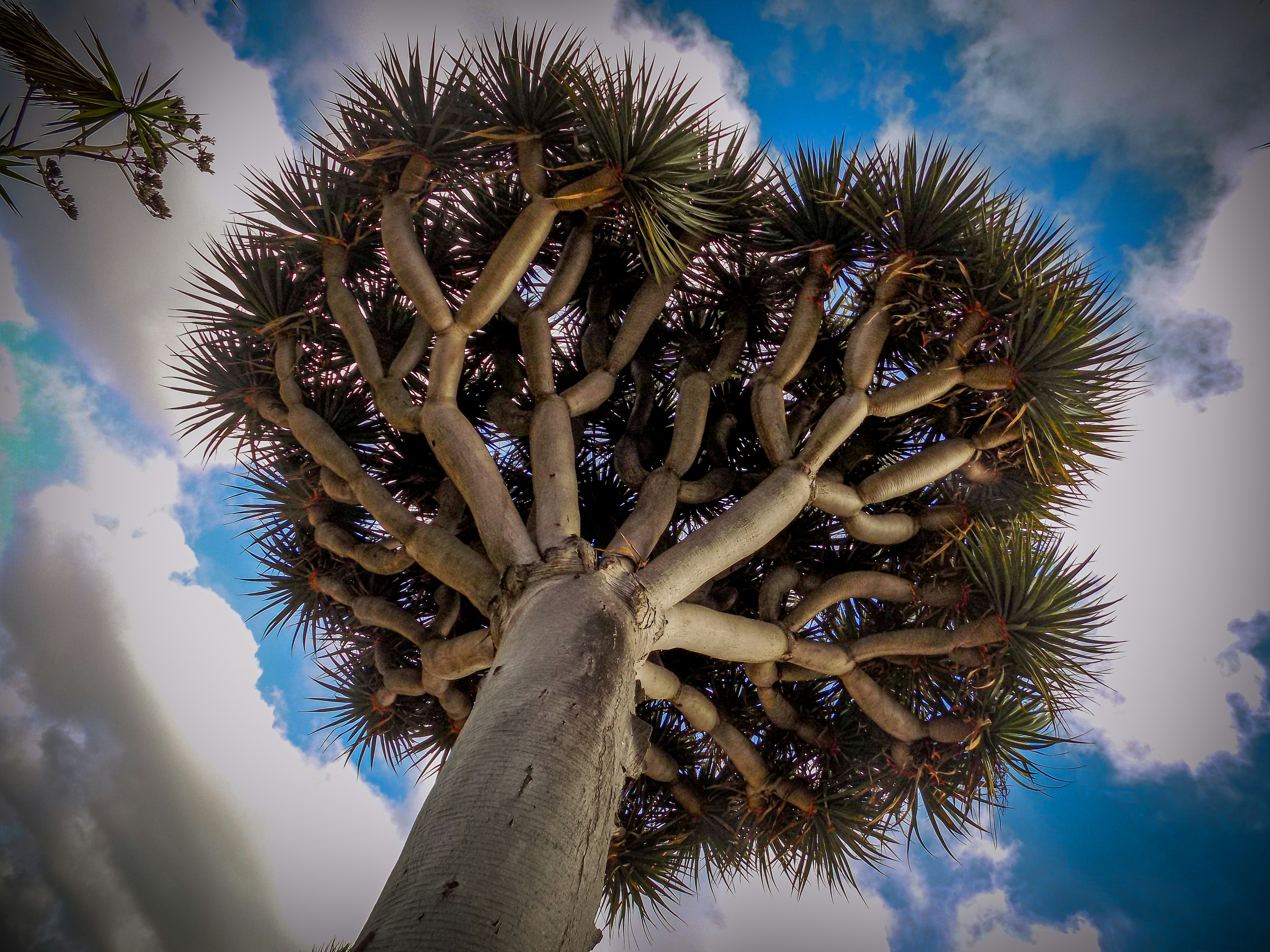Tree of Spiky Rings Reaching Toward the Sky