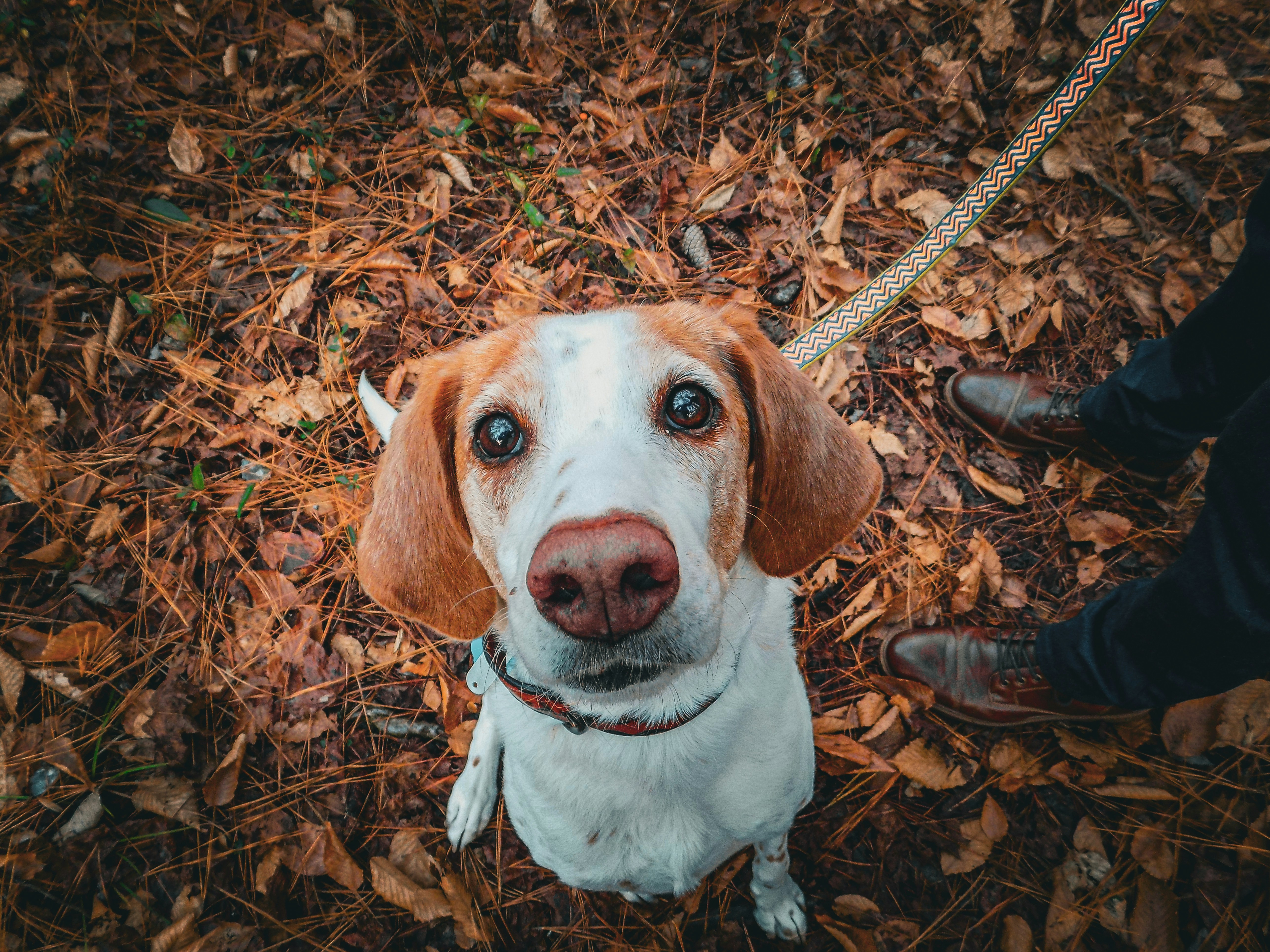 Eyes on the Treat: A Beagle's Weekend Portrait