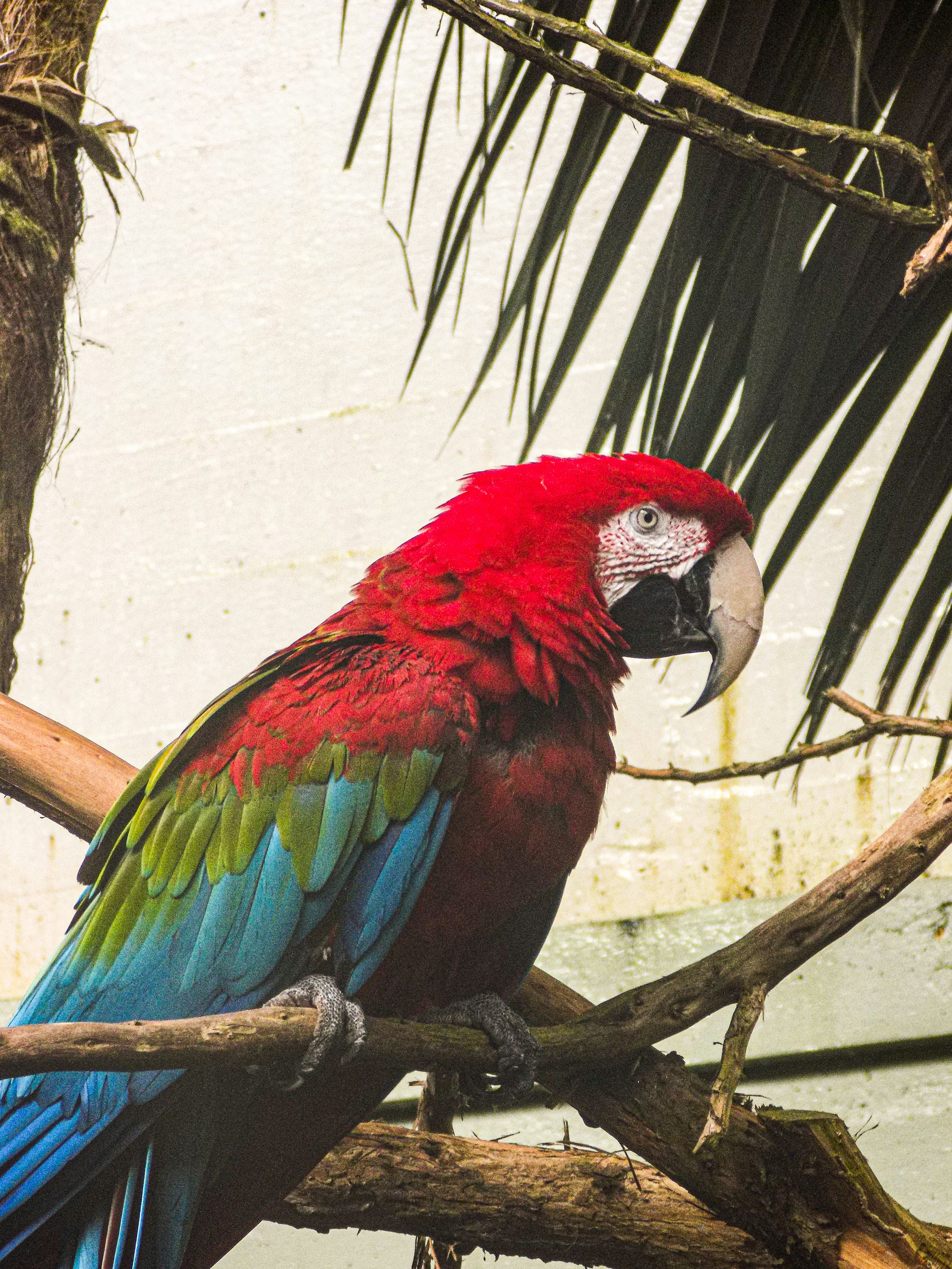 Crimson Crest in Focus: Vivid Parrot Amid Palm Shadows