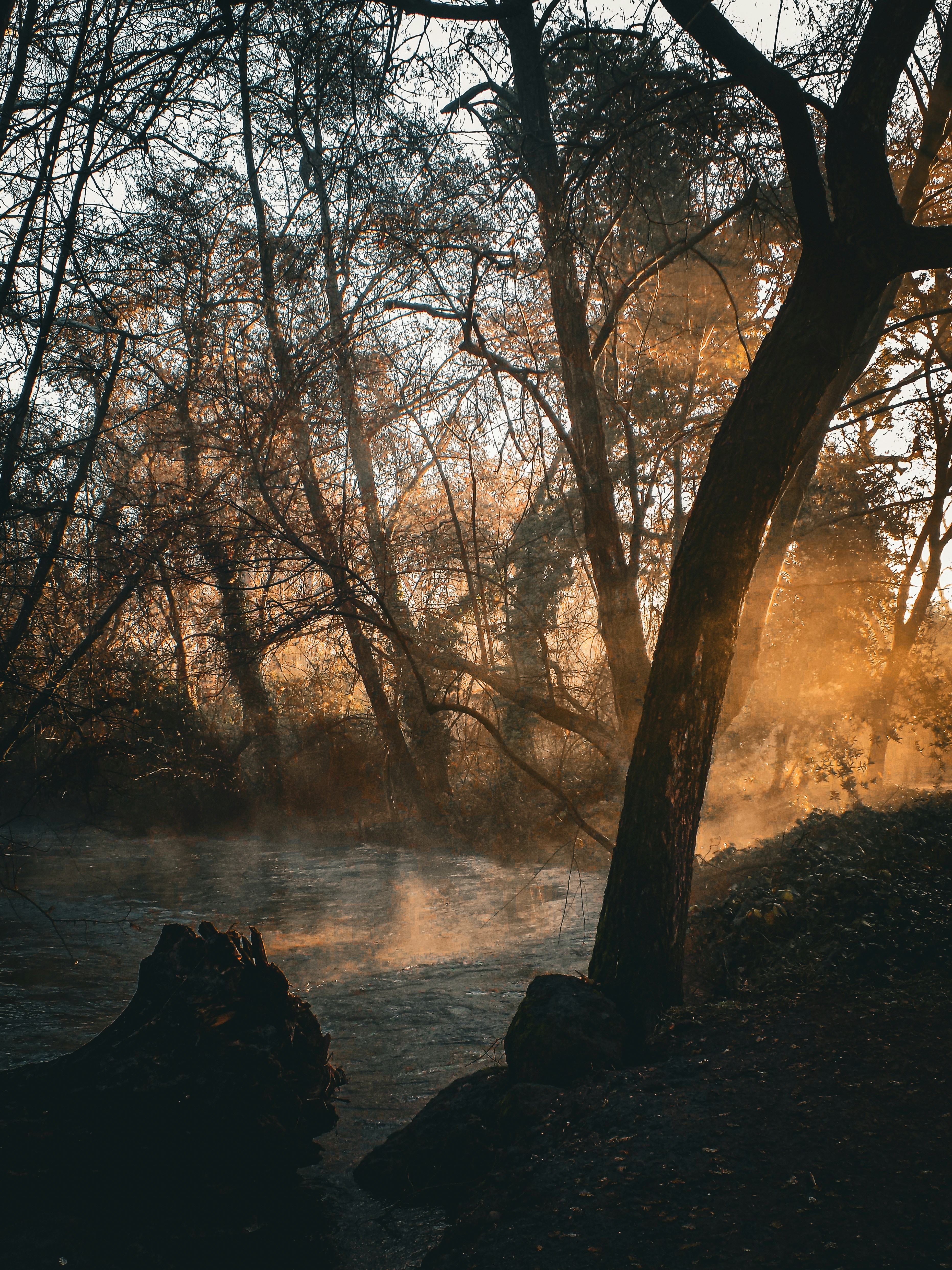 Dawn Through the Mist: Riverbank Silhouettes
