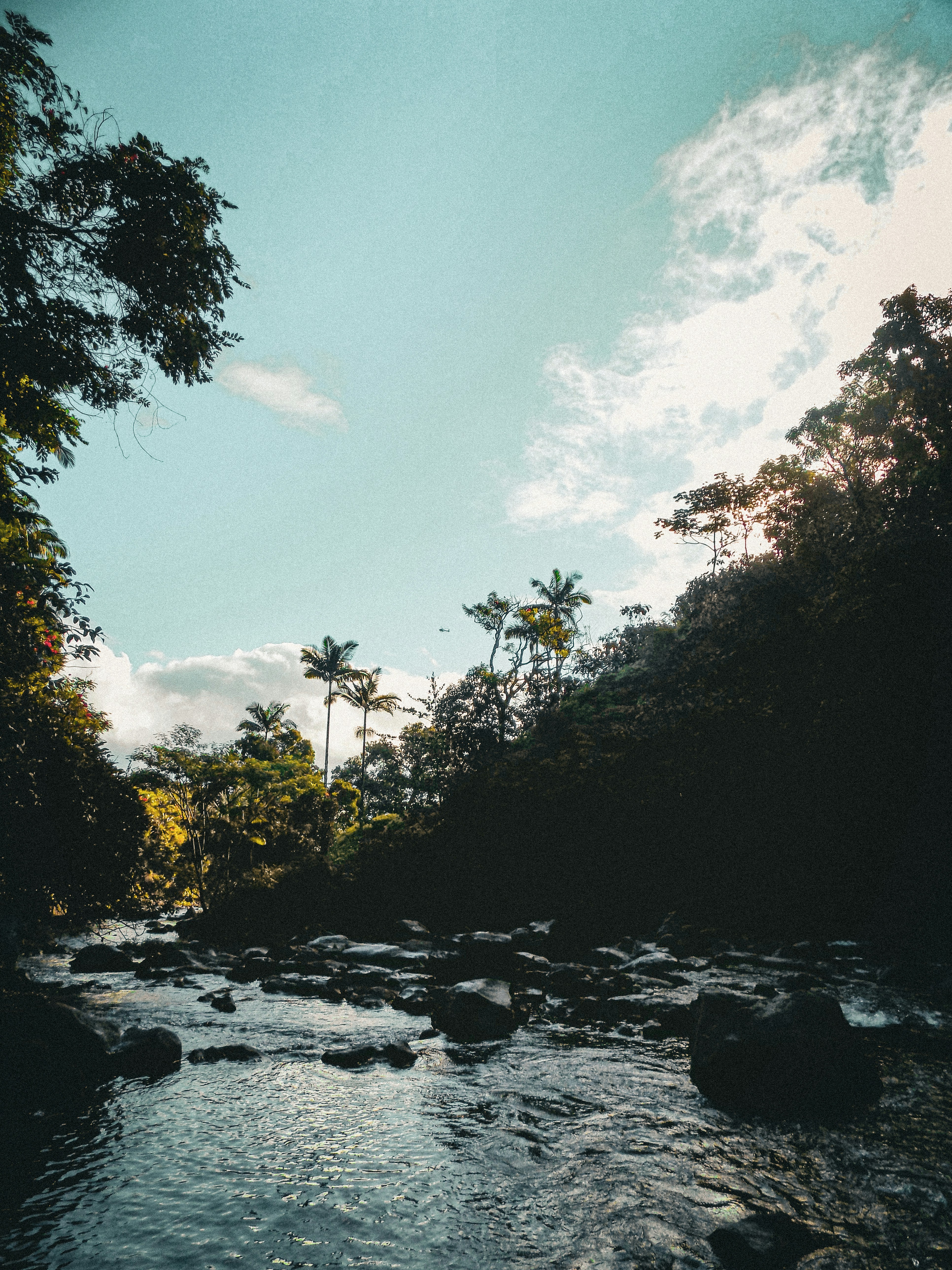Sunlit River Gorge: Tropical Shallows and Towering Foliage