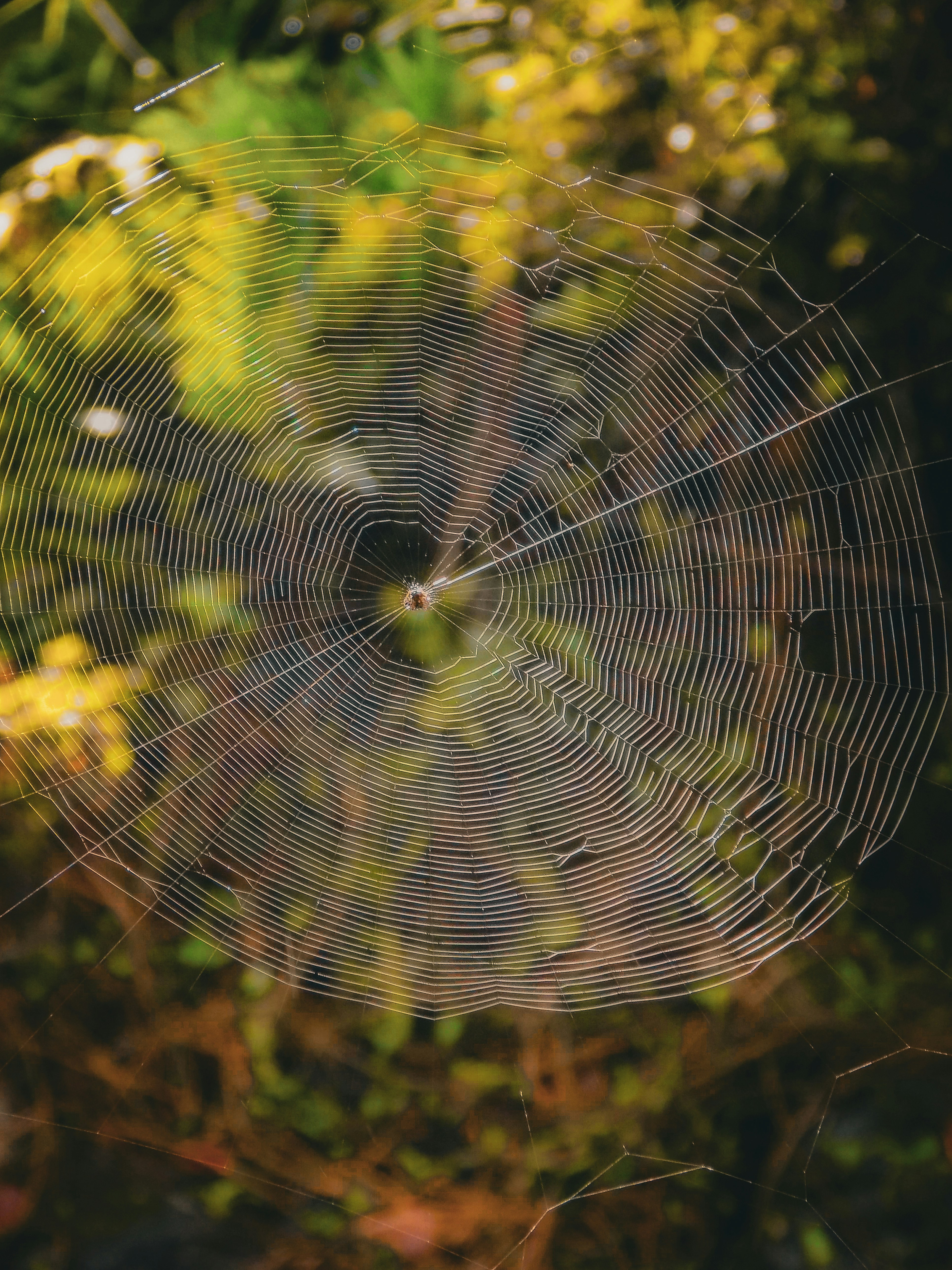 Central Silk: The Spoked Web Framed by a Sunlit Garden