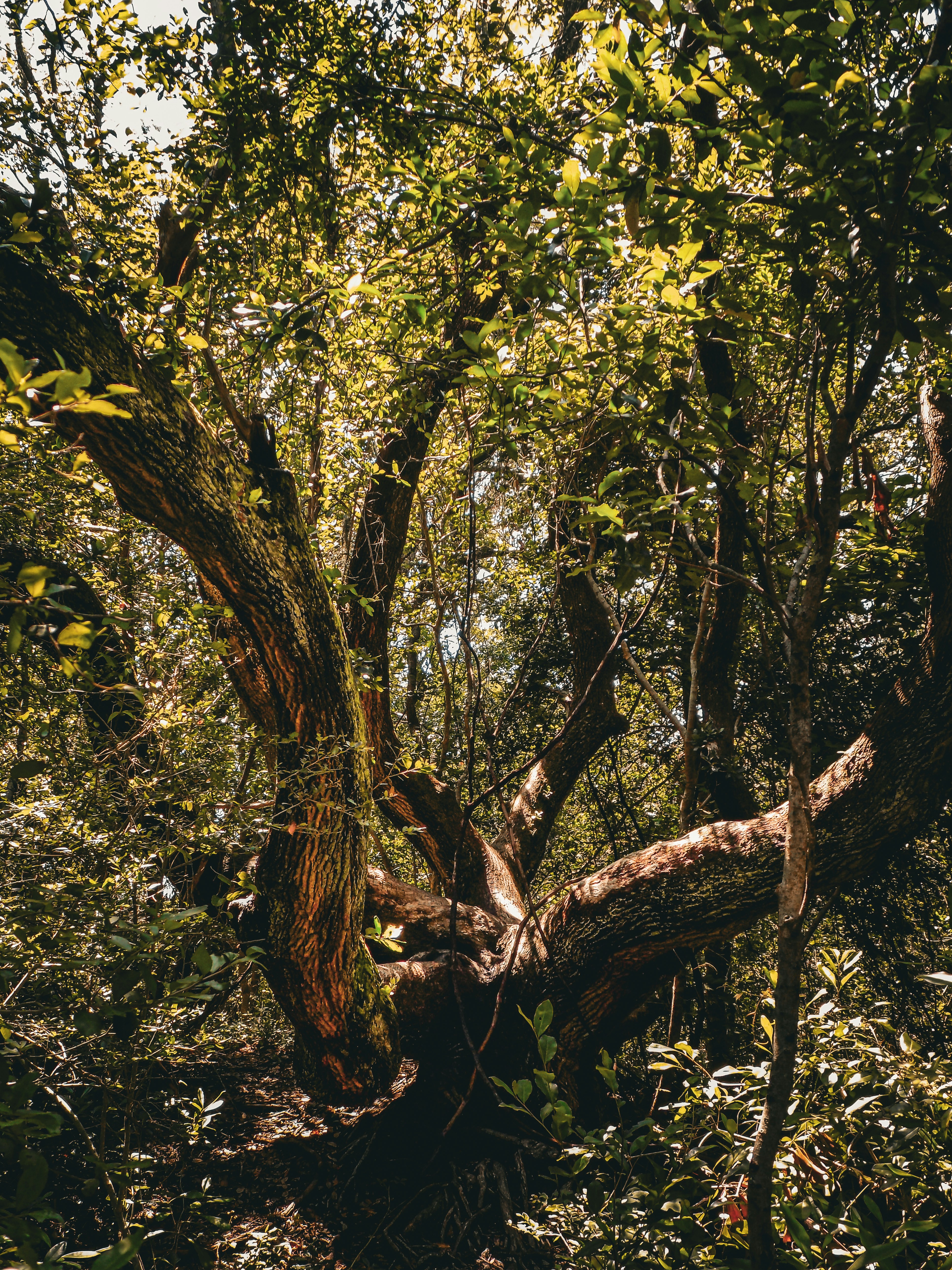 Whispering Giants: The Sunlit Trunk Network