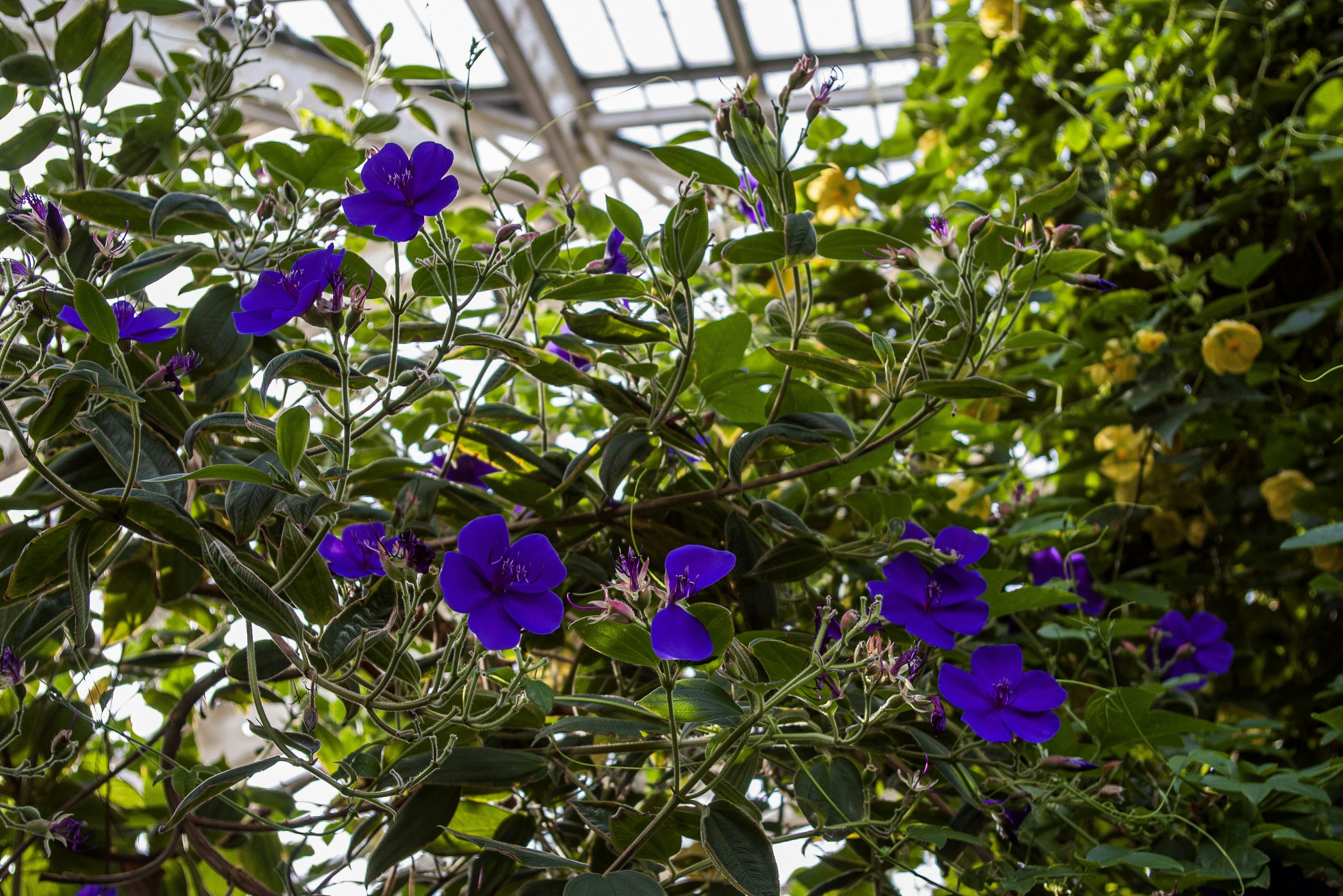Vibrant purple flowers spill across a leafy frame under glass, with soft backlighting and a tangle of green stems.