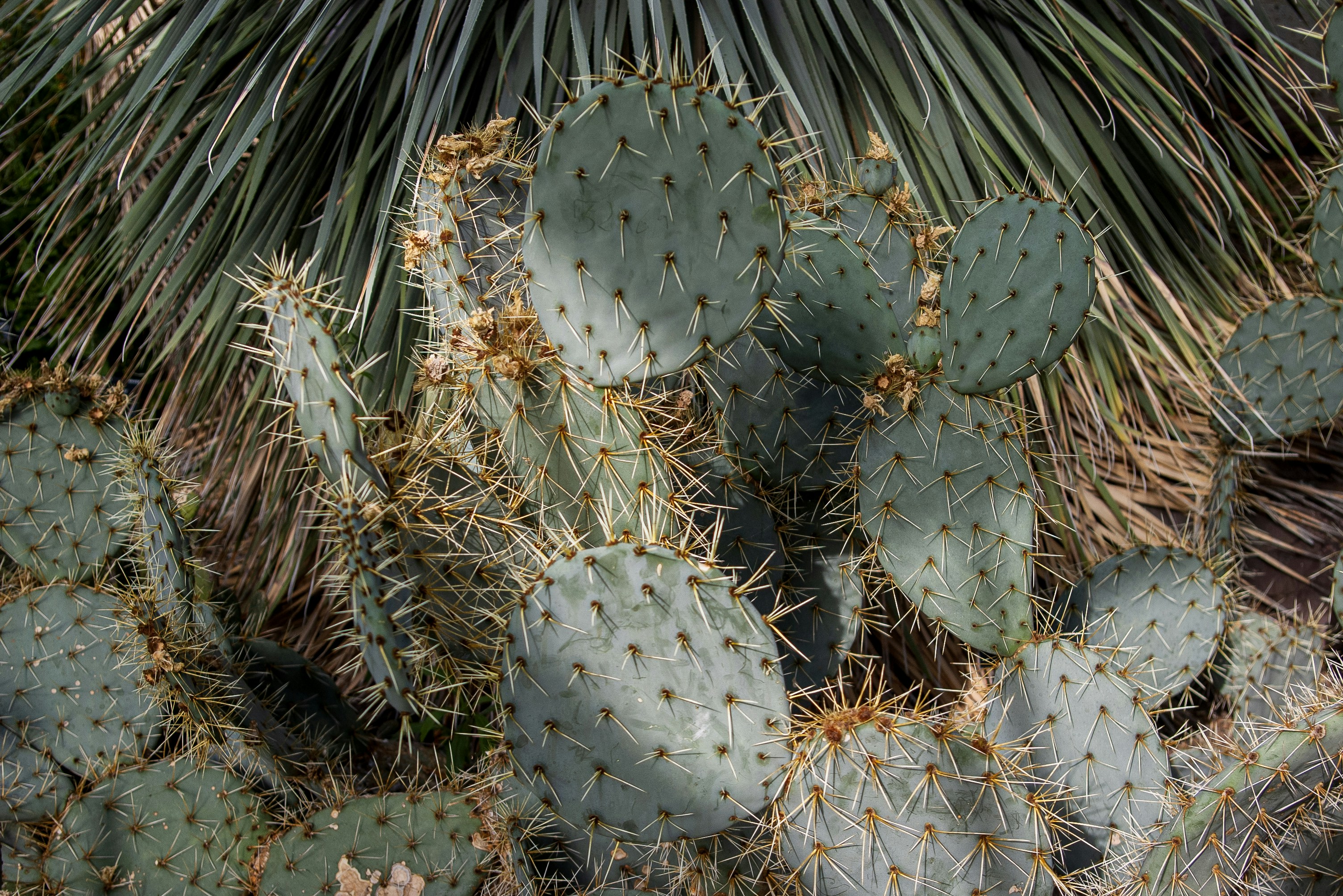 Cluster of blue-green prickly pear and barrel cacti with golden spines, nestled among dark palm fronds; texture-rich close-up emphasizing spines and rounded pads.