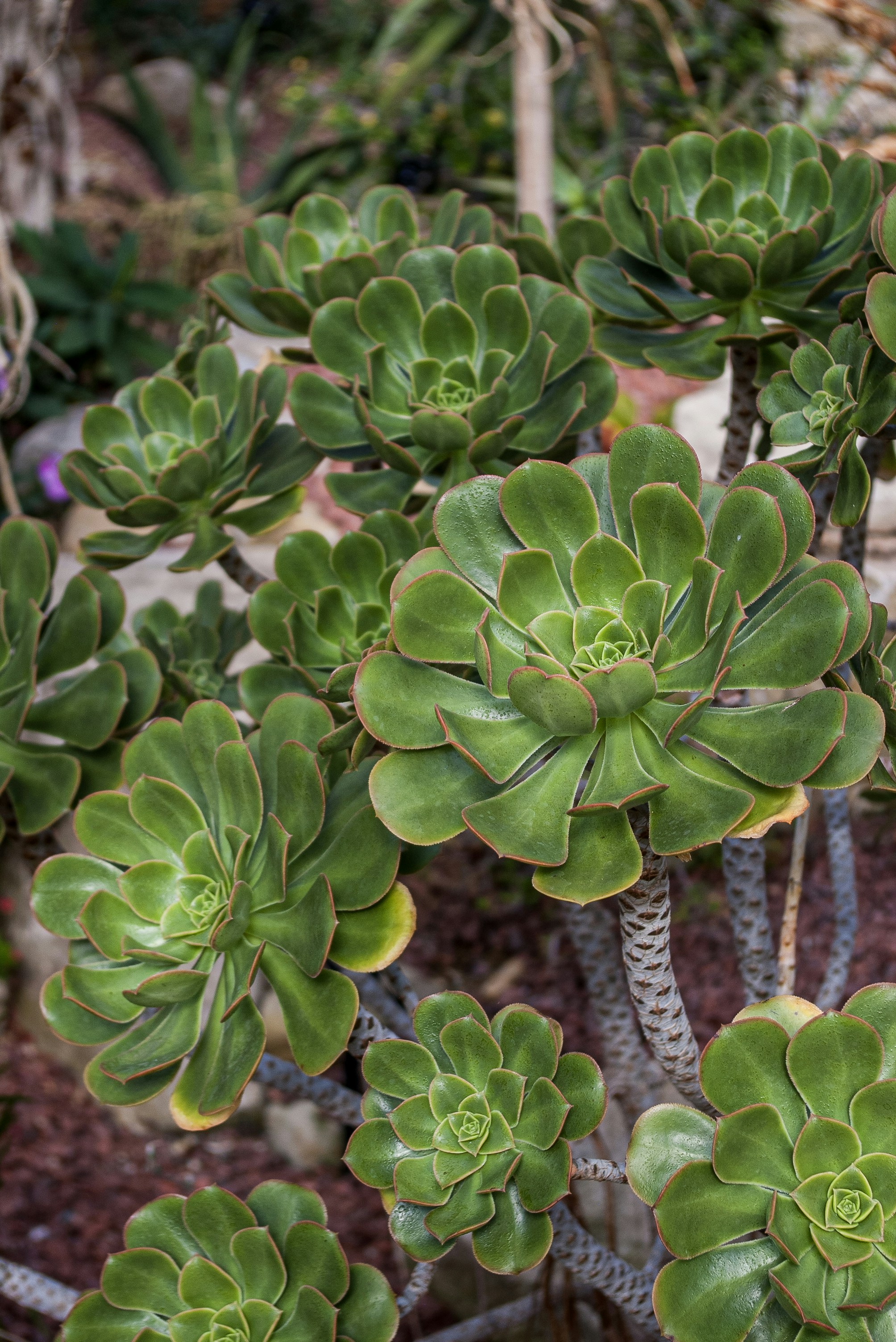 Vibrant green rosette succulents with fleshy leaves radiating from sturdy, textured stems in a garden bed.