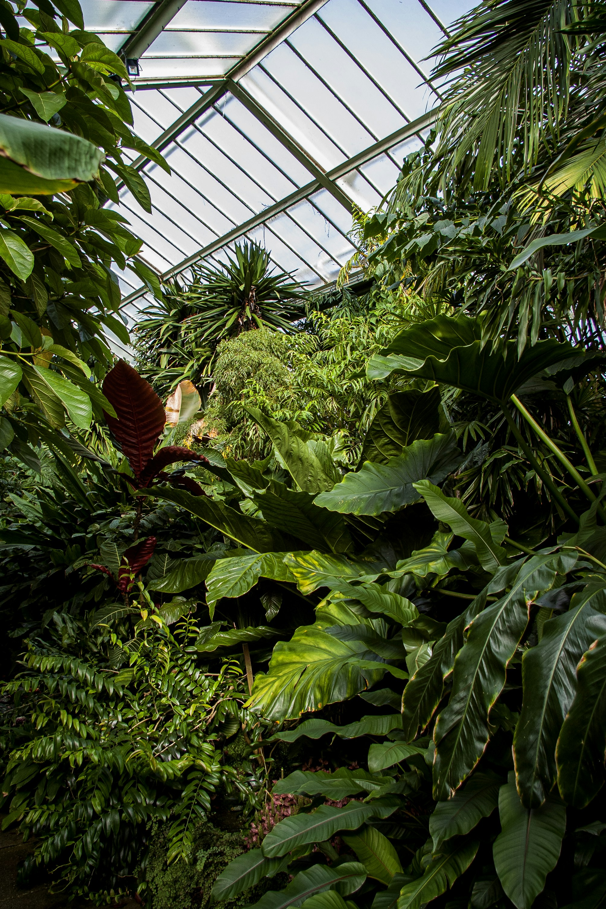 Dense tropical foliage fills a glasshouse roof, with sunlight filtering through panes and a rich variety of broad leaves creating layered greens.
