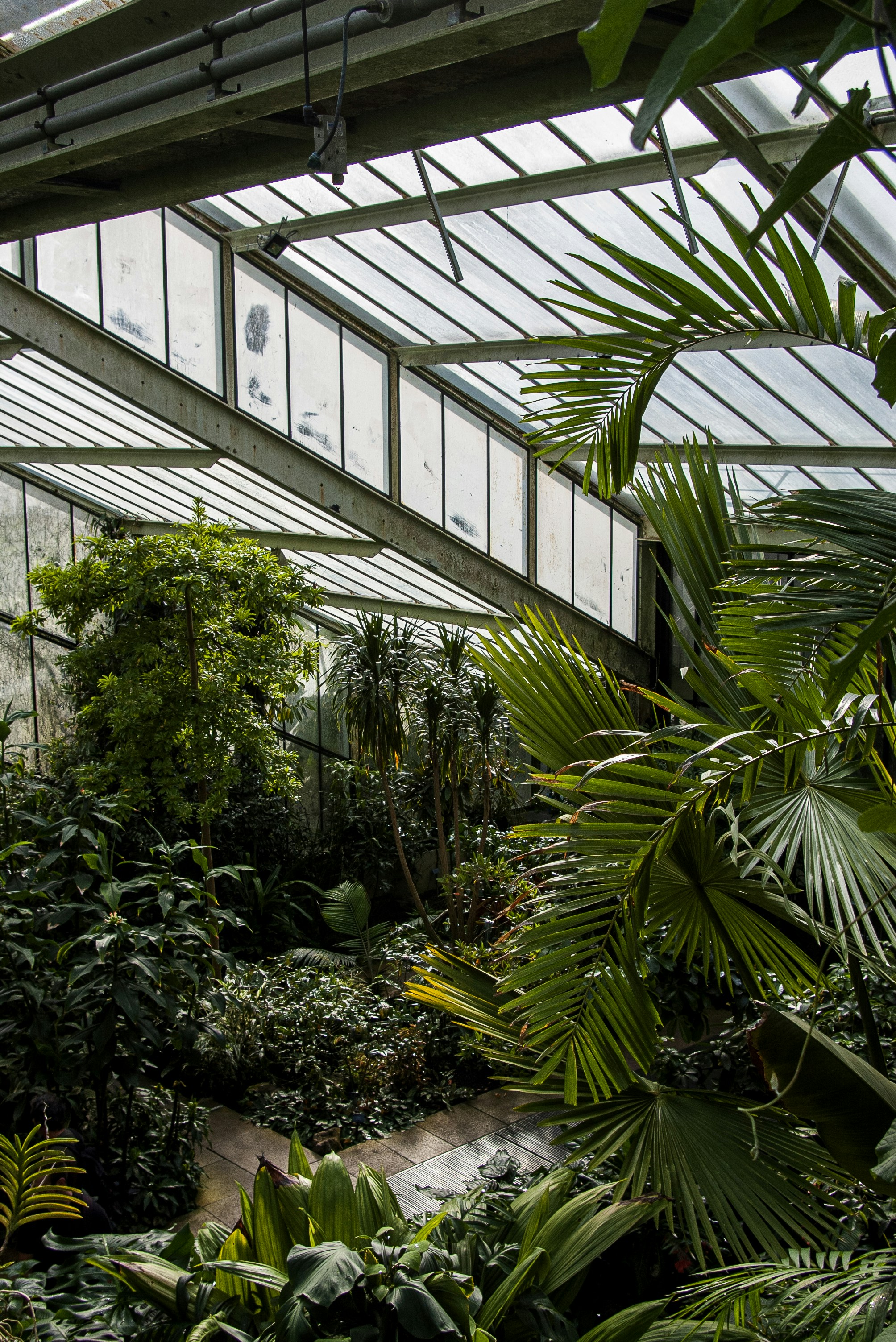 Verdant Conservatory Corridor Under Glass Skies